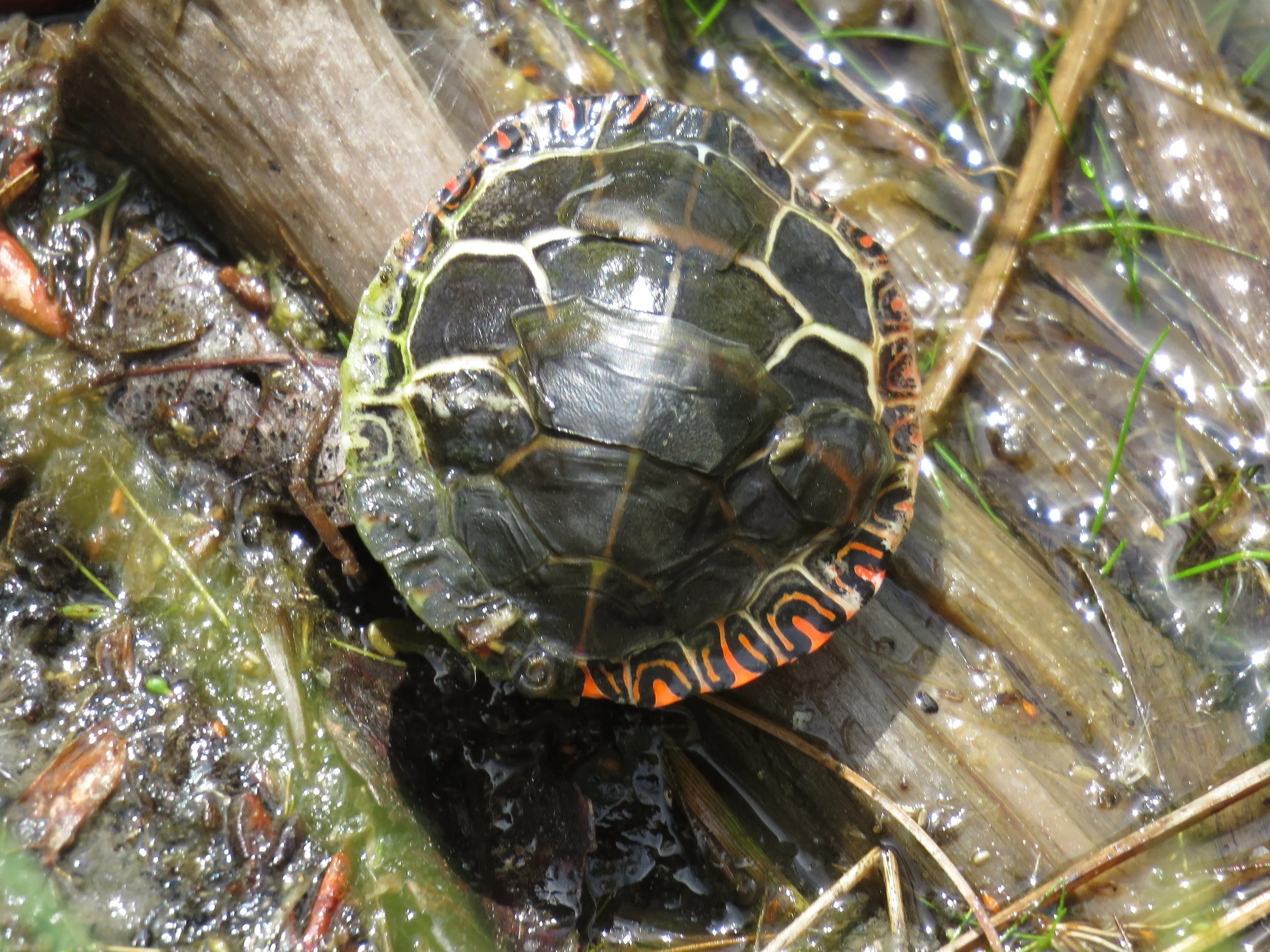 News/Blog — Ammonoosuc Conservation Trust