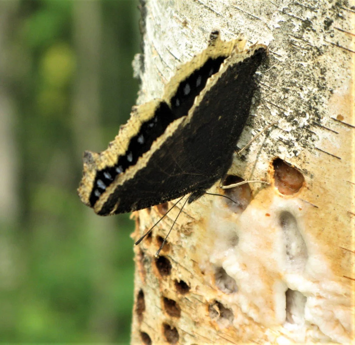 News/Blog — Ammonoosuc Conservation Trust
