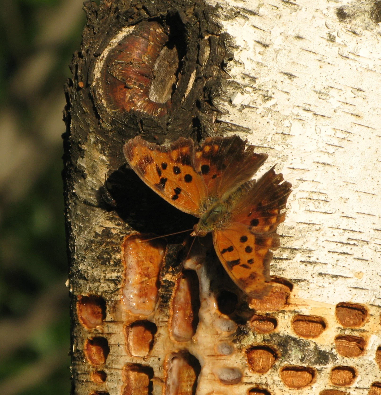 News/Blog — Ammonoosuc Conservation Trust