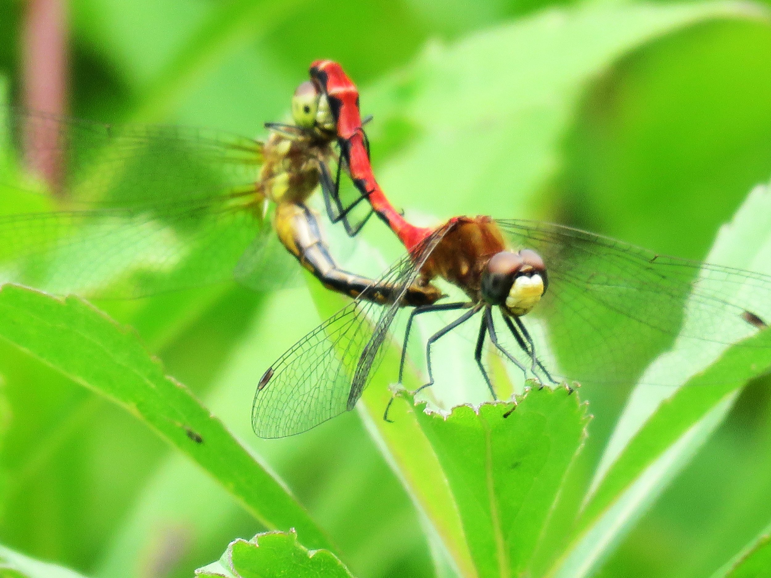 News/Blog — Ammonoosuc Conservation Trust