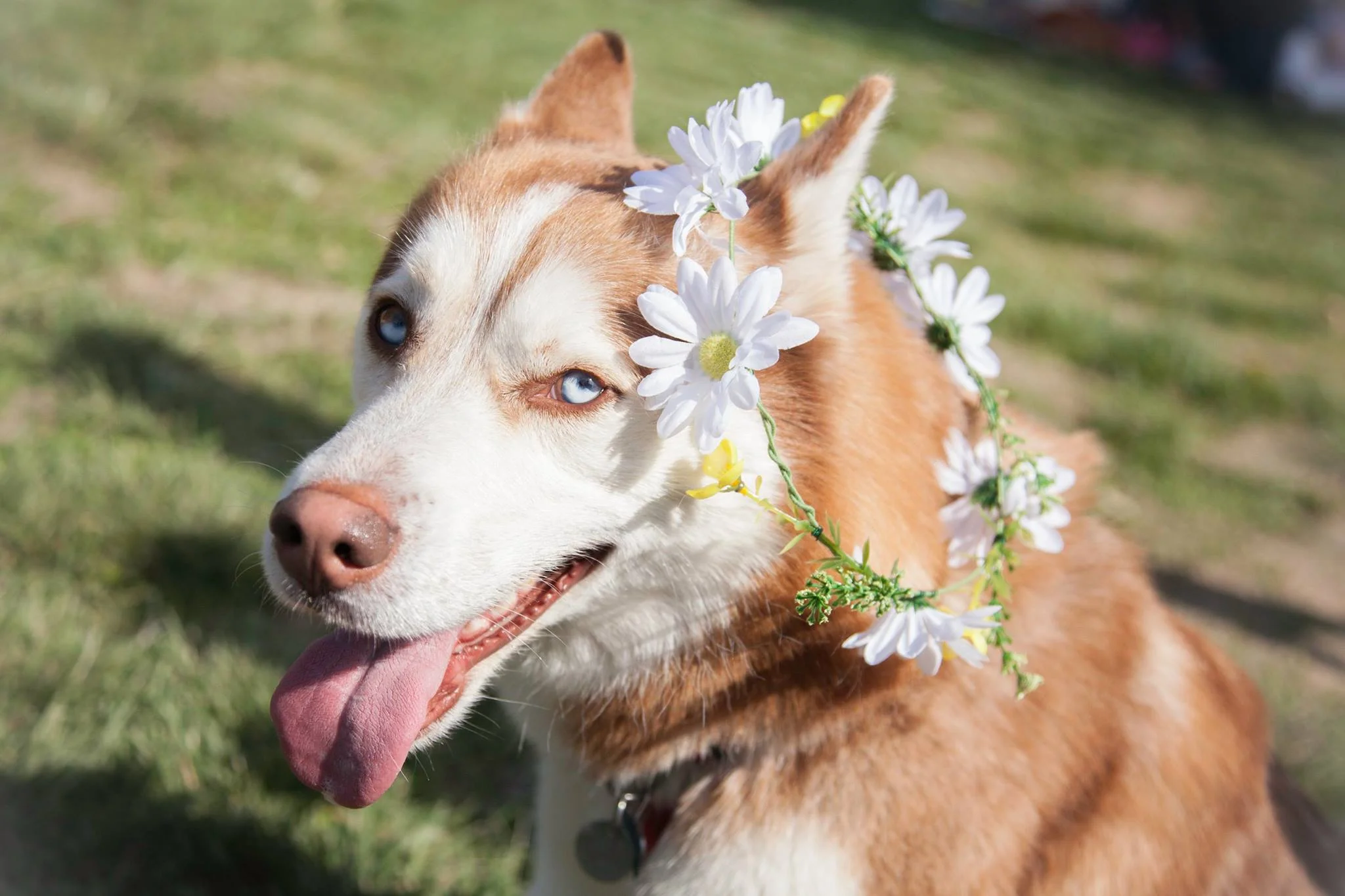 Pet Portraits — Mimi Powers Paintings