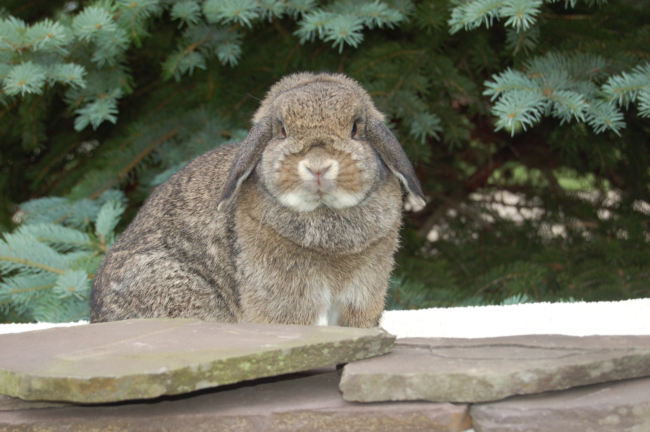 Holland Lop Color Guide — Hickory Ridge Hollands