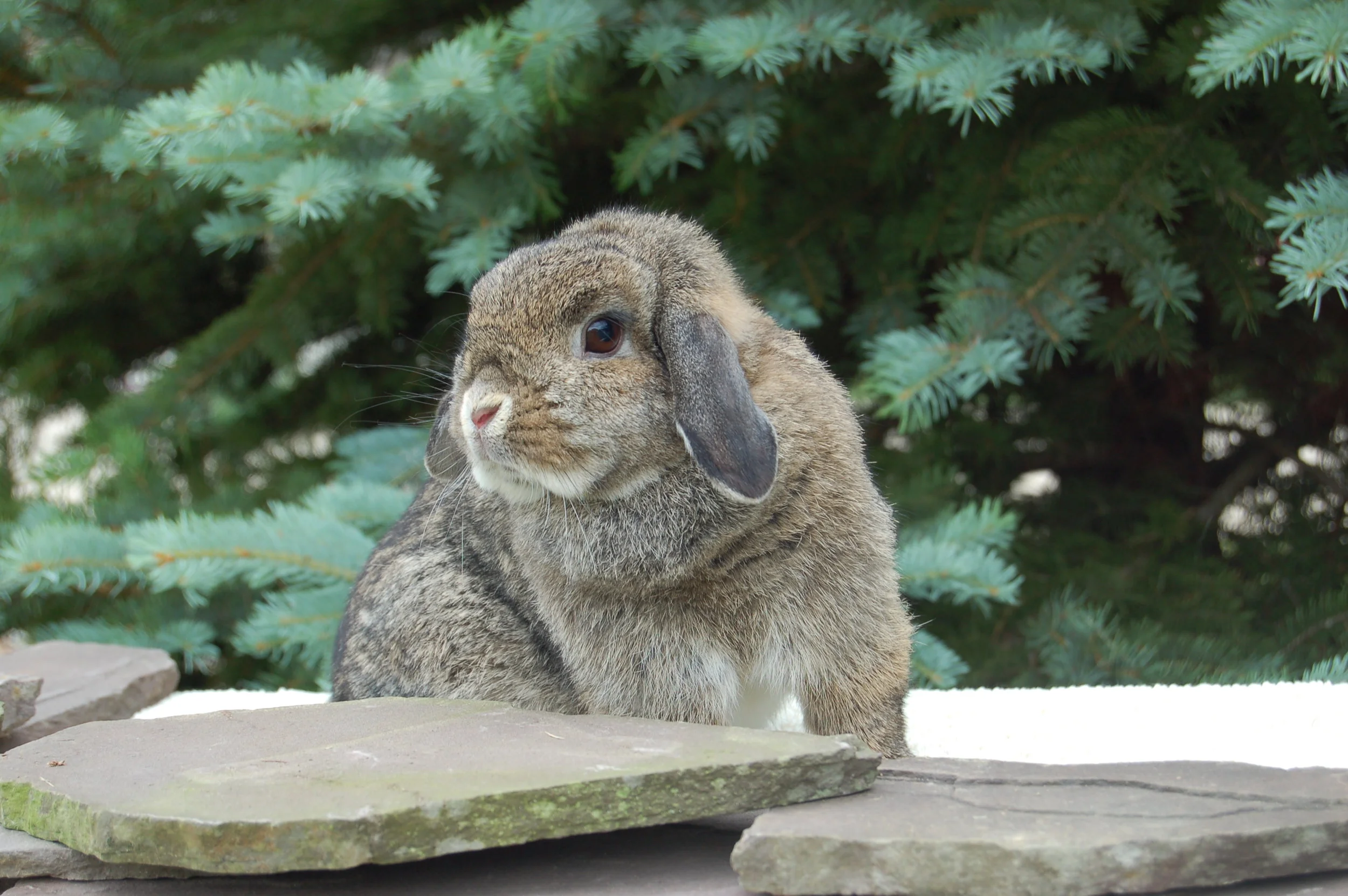 Holland Lop Color Guide — Hickory Ridge Hollands