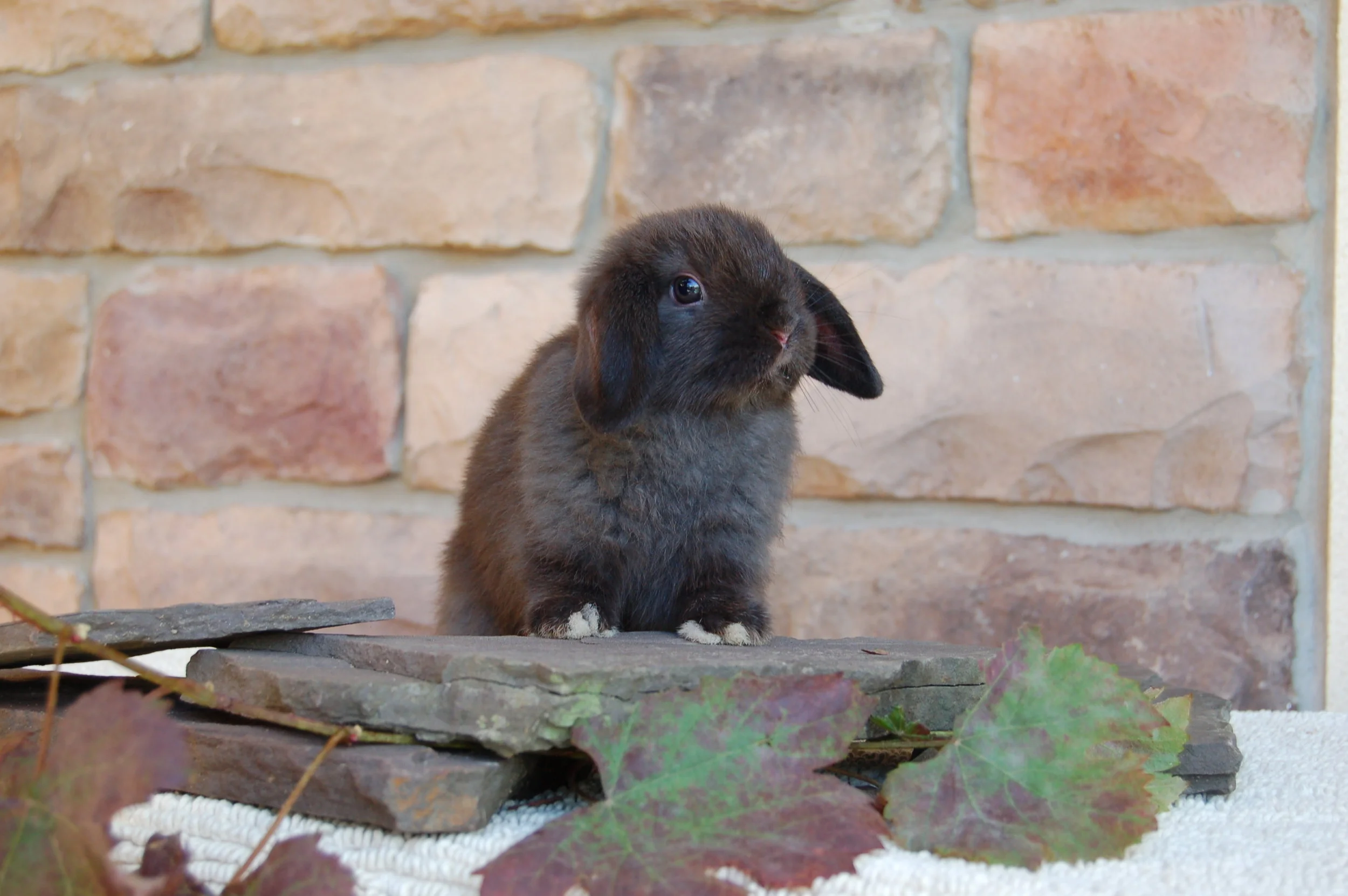 Holland Lop Color Guide — Hickory Ridge Hollands