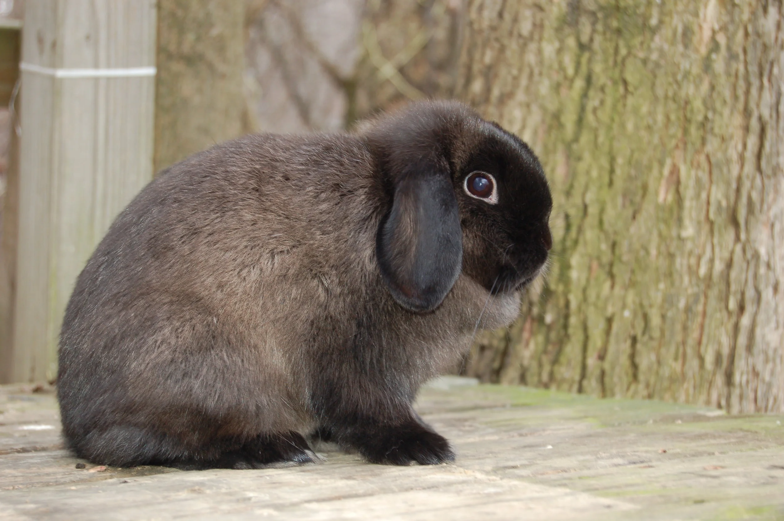 Holland Lop Color Guide — Hickory Ridge Hollands