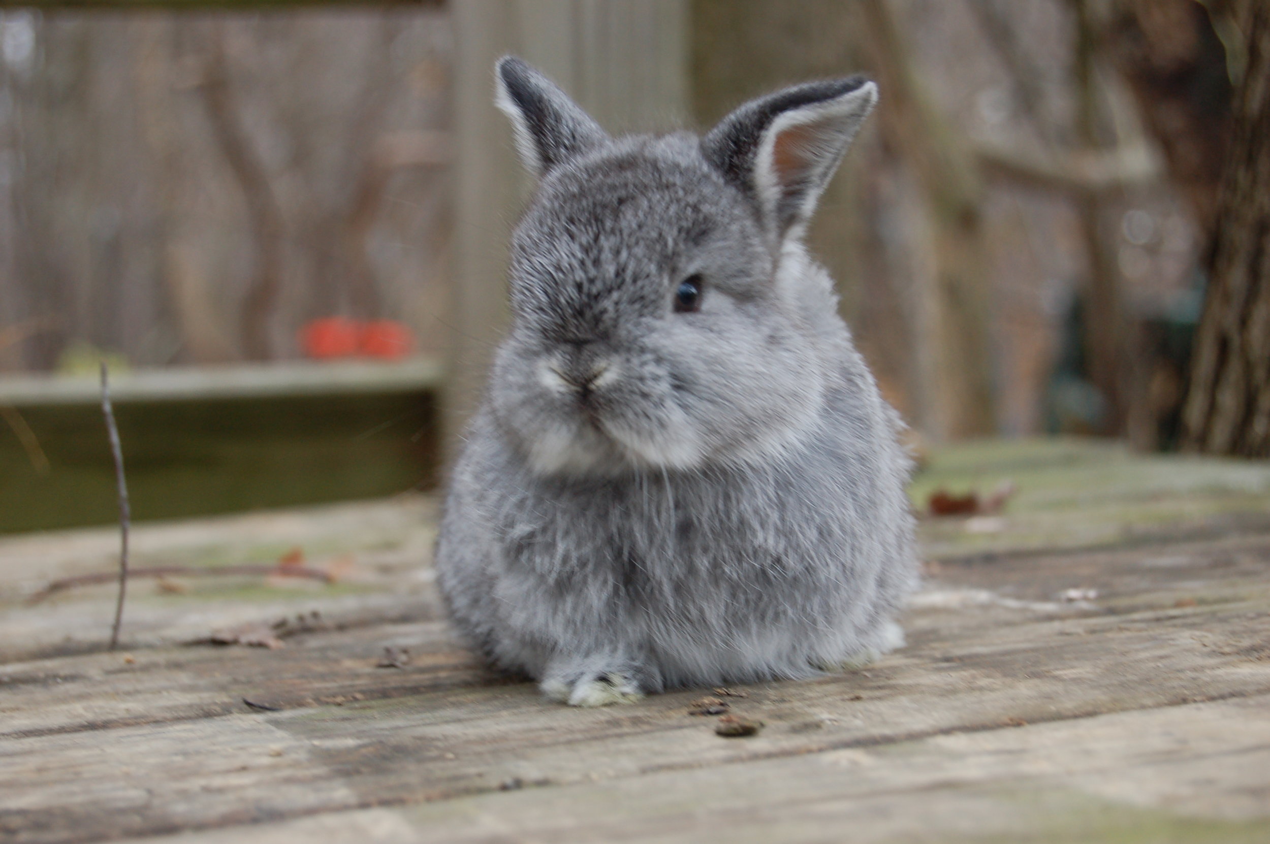 Holland Lop Color Guide — Hickory Ridge Hollands