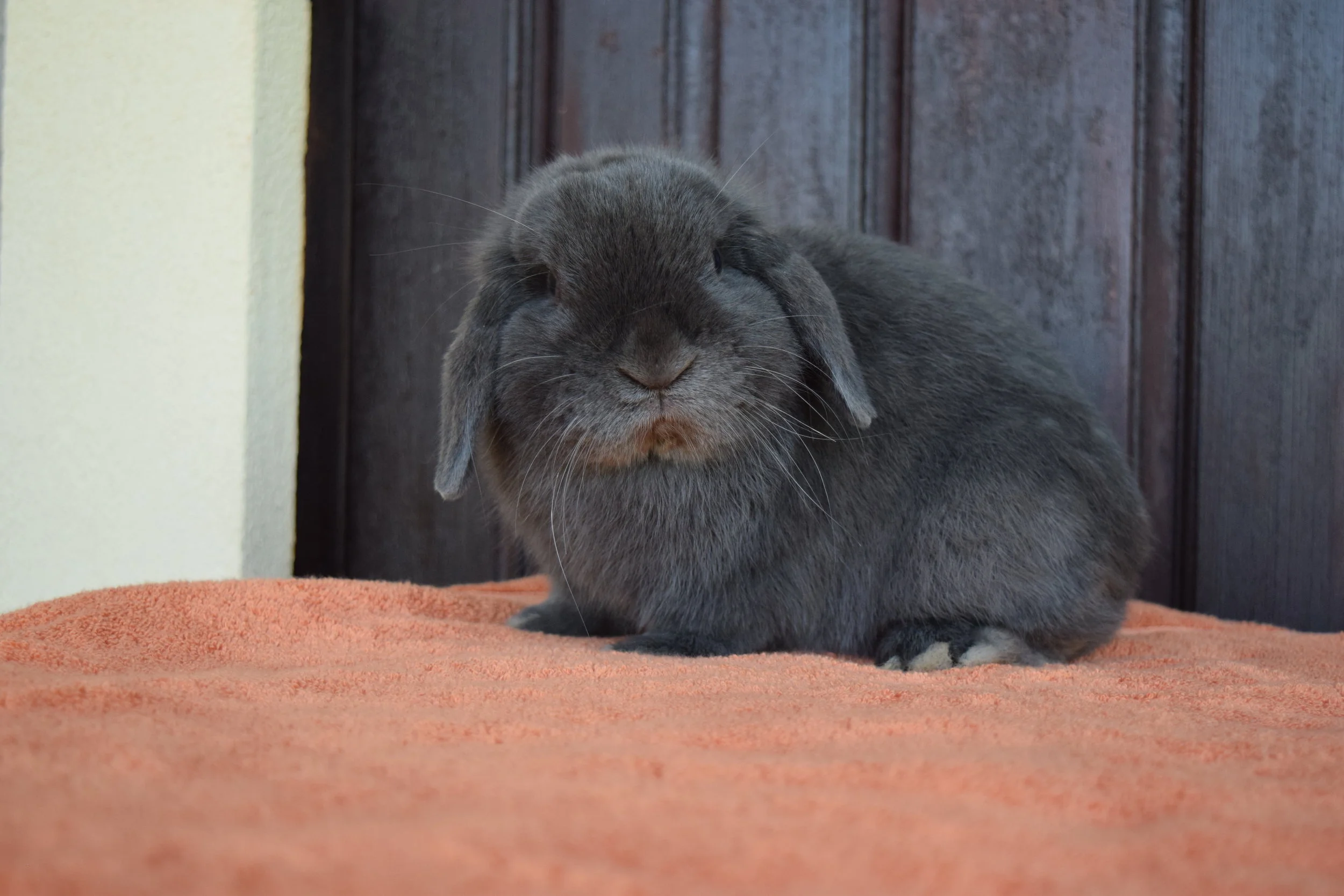 Holland Lop Color Guide — Hickory Ridge Hollands