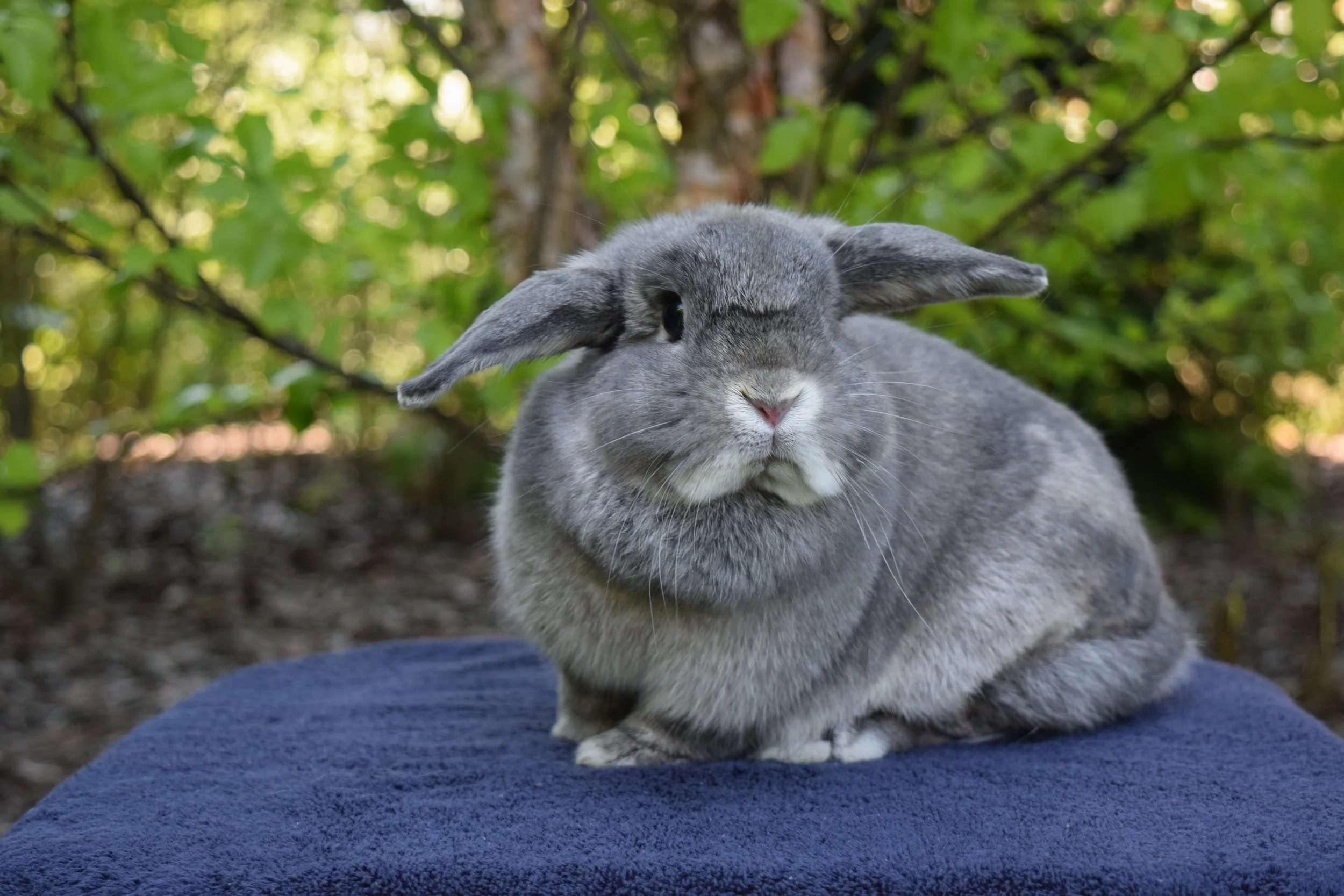 Holland Lop Color Guide — Hickory Ridge Hollands