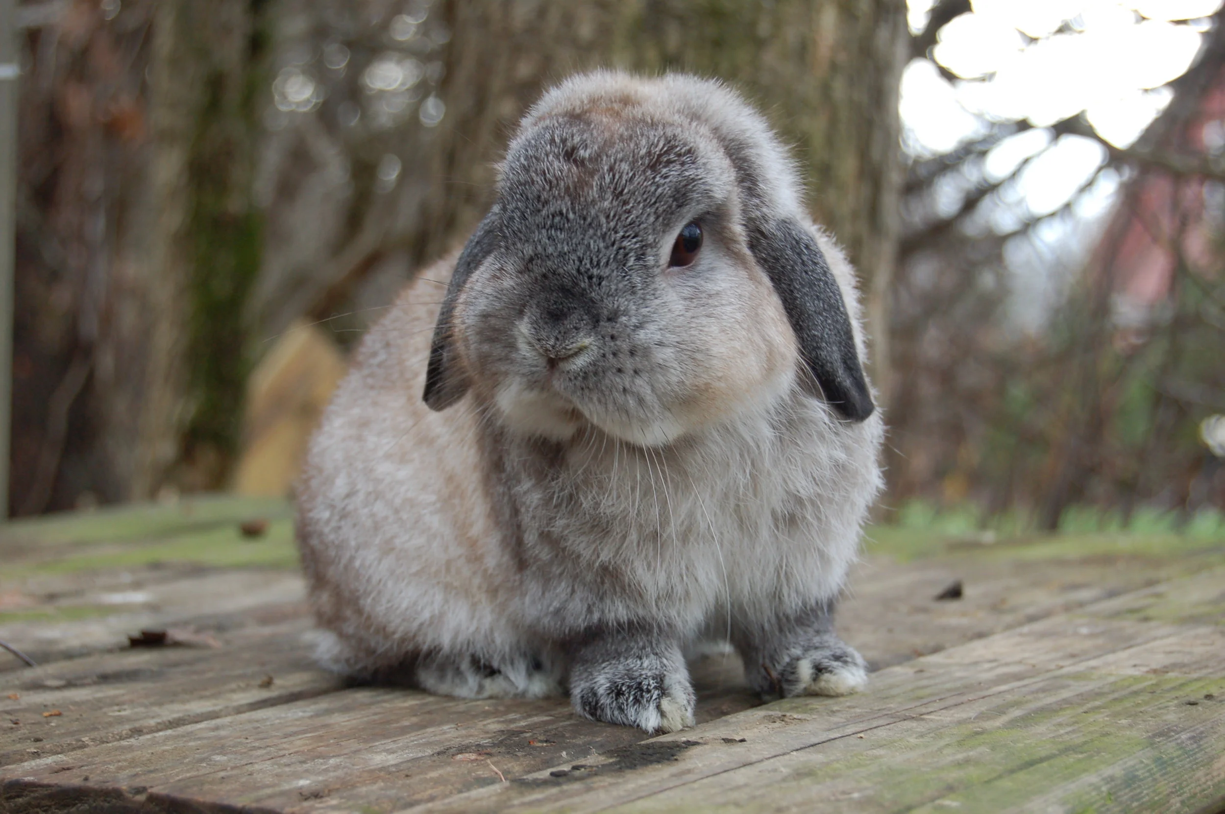 Holland Lop Color Guide — Hickory Ridge Hollands