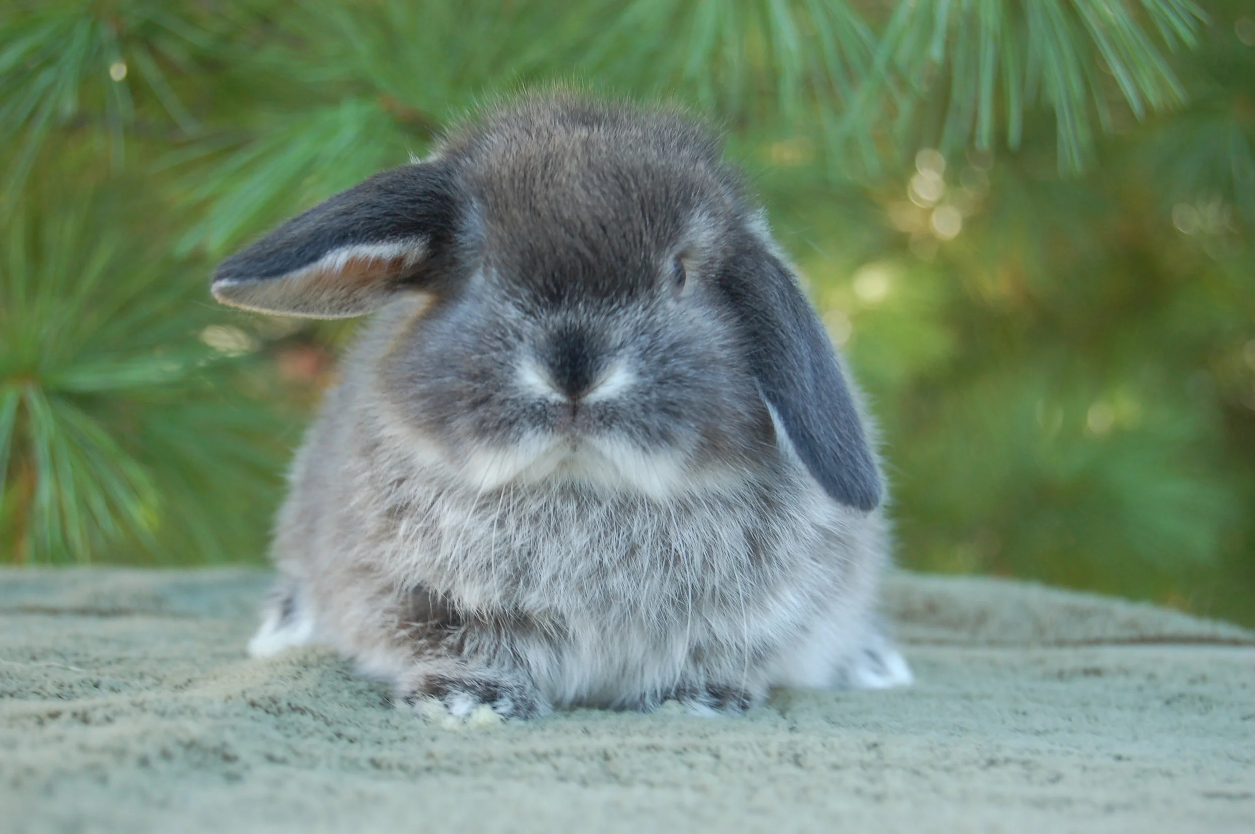 Holland Lop Color Guide — Hickory Ridge Hollands