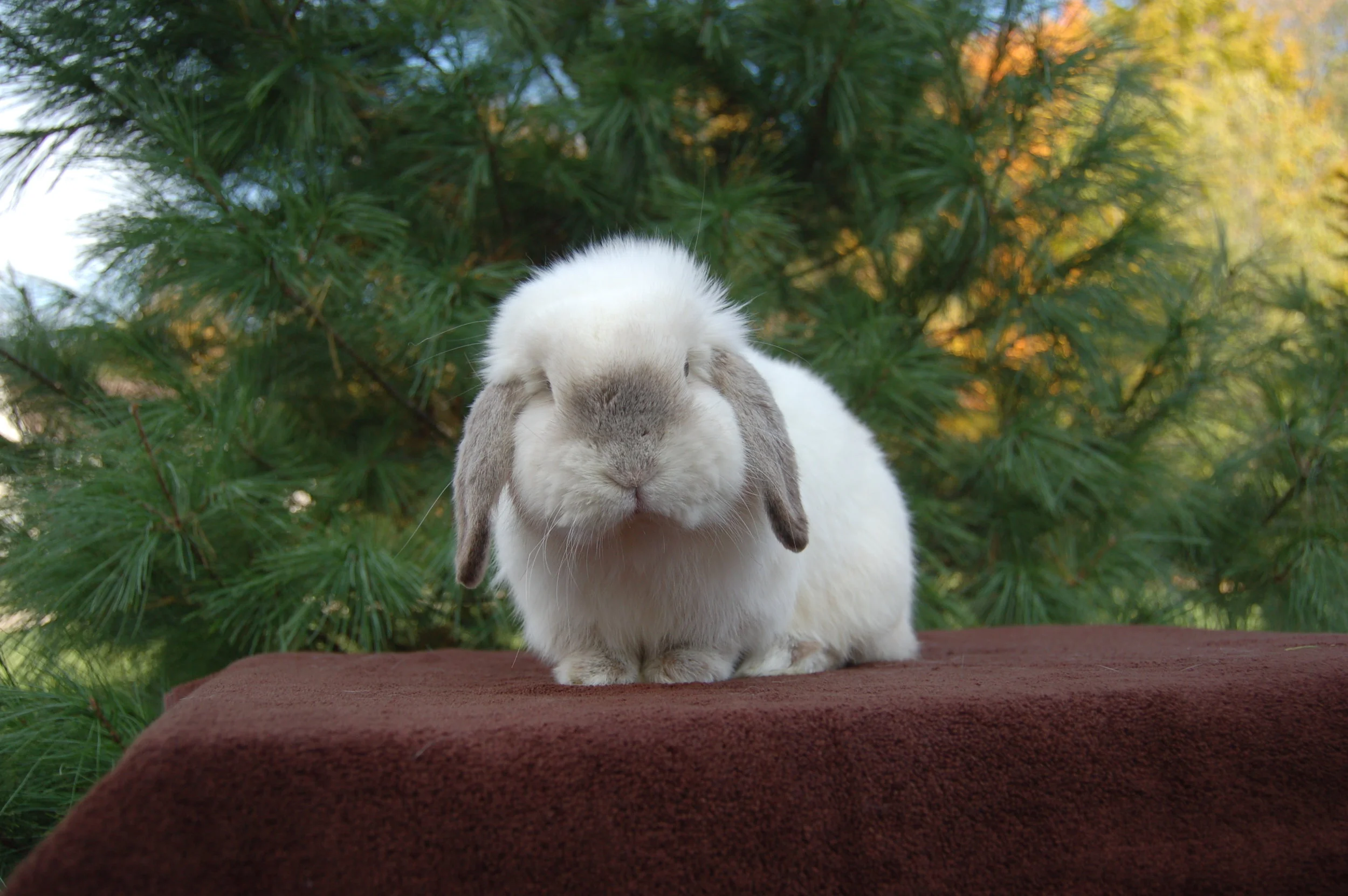 Holland Lop Color Guide — Hickory Ridge Hollands