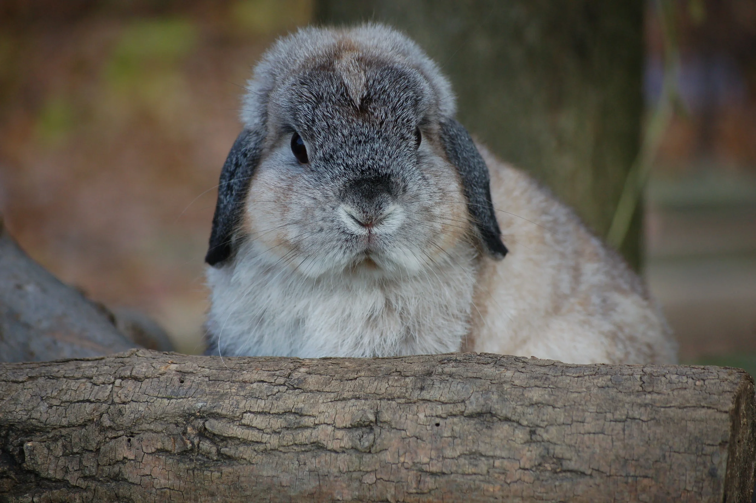Holland Lop Color Guide — Hickory Ridge Hollands