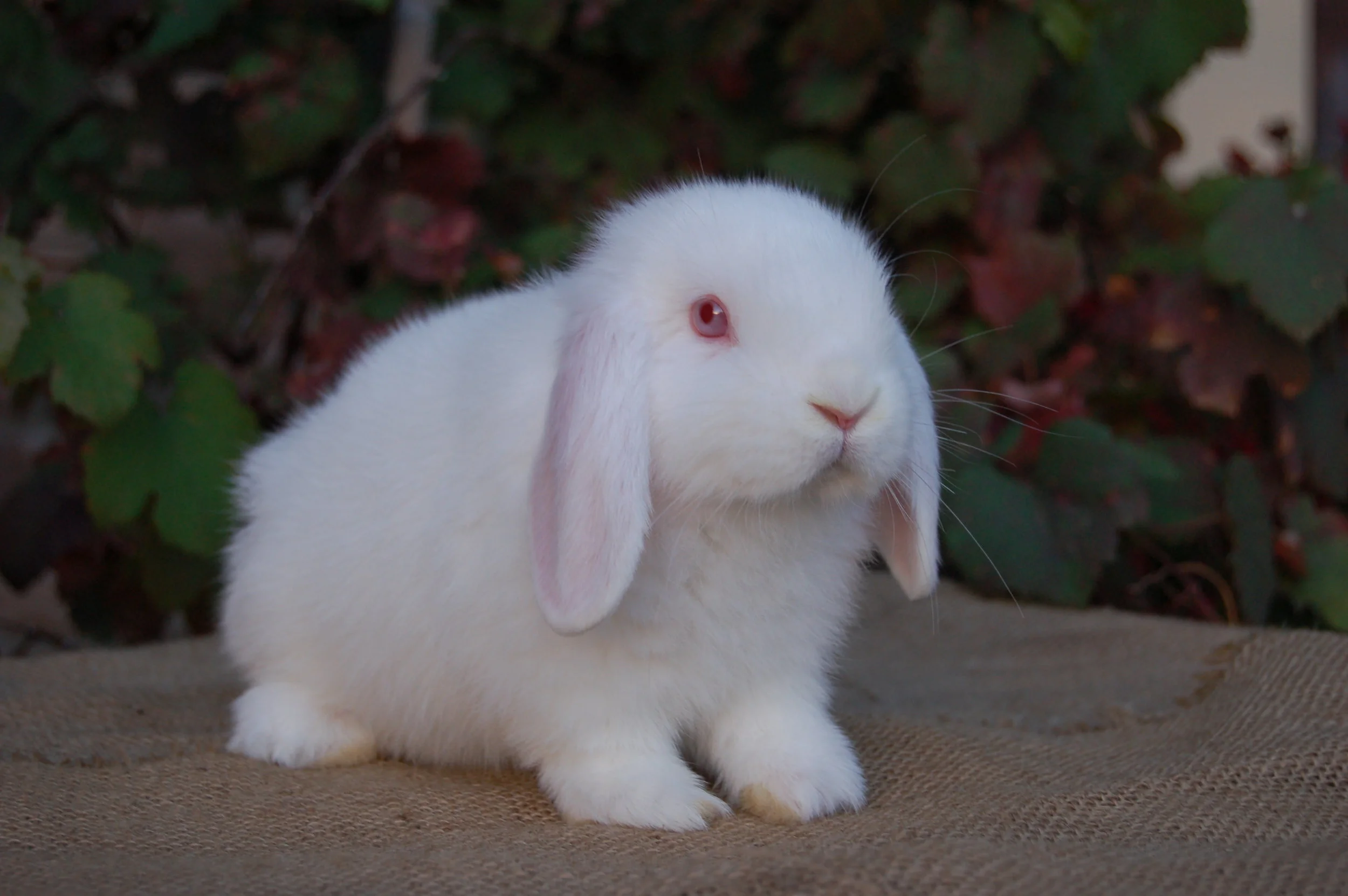 Holland Lop Color Guide — Hickory Ridge Hollands