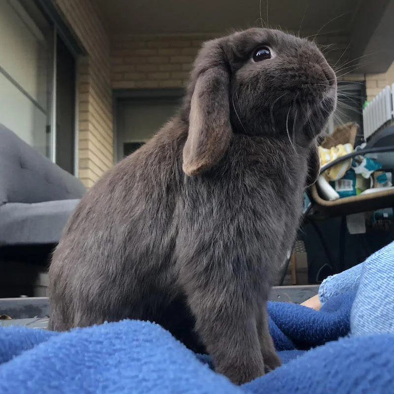 Holland Lop Color Guide — Hickory Ridge Hollands