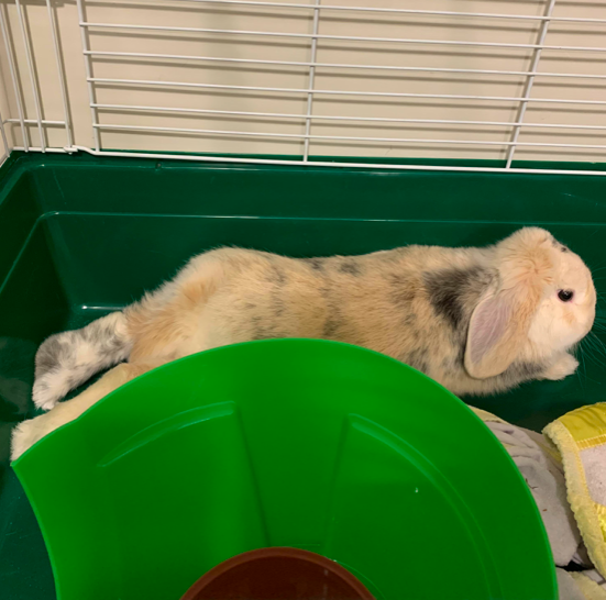 Holland Lop Color Guide — Hickory Ridge Hollands