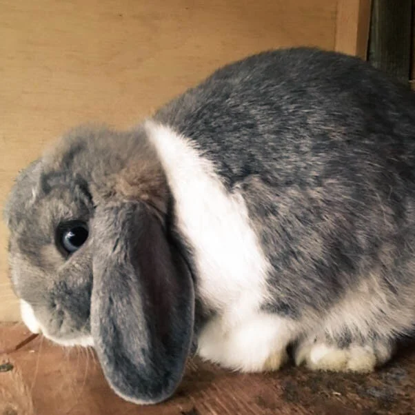 Holland Lop Color Guide — Hickory Ridge Hollands