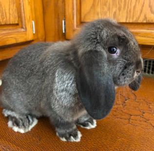 Holland Lop Color Guide — Hickory Ridge Hollands