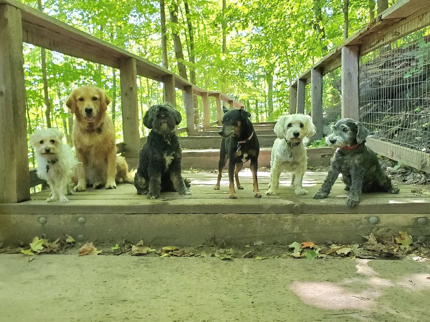 Bow Wow Walkers - 10757012 Inc.