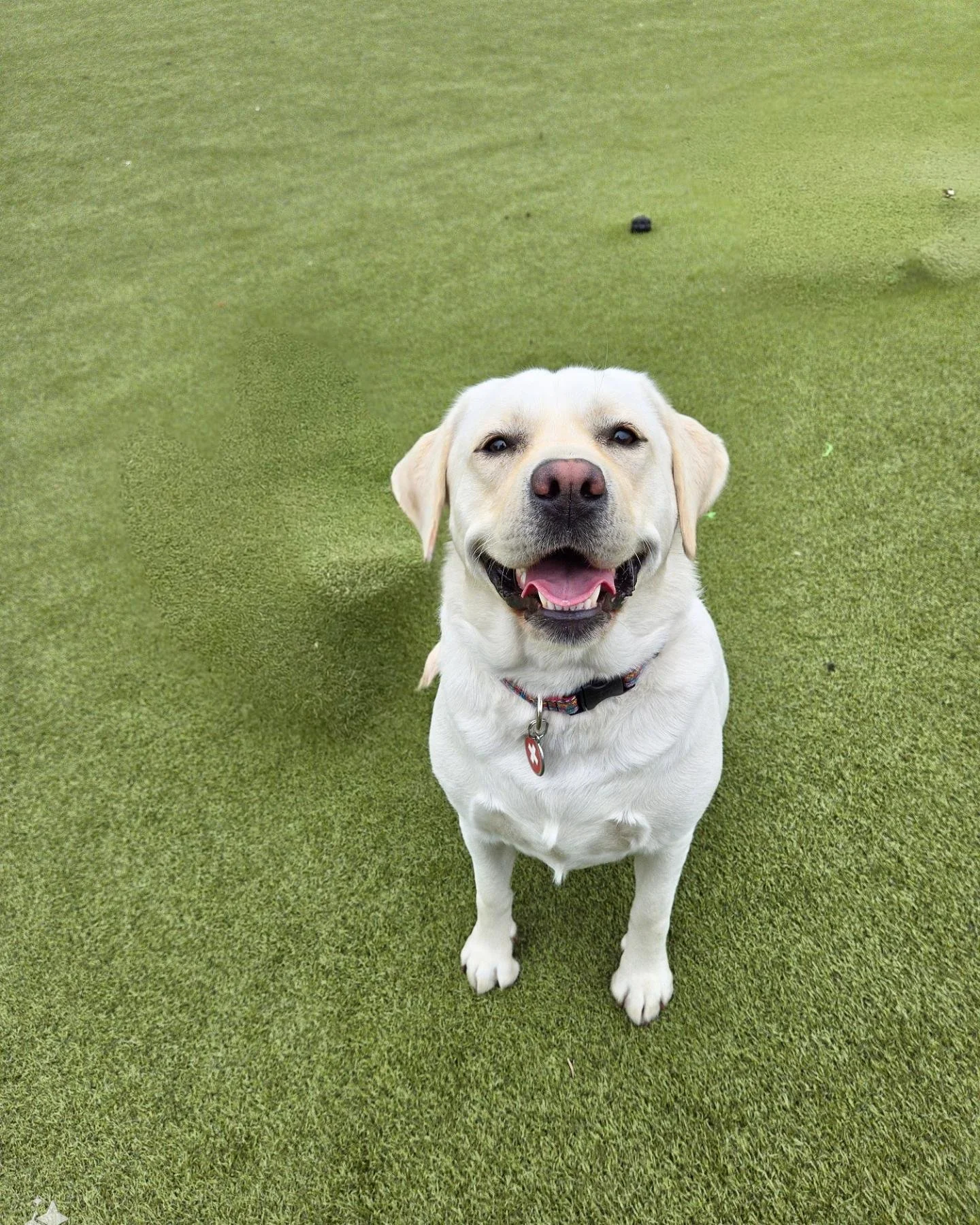 Bow Wow Walkers - 10757012 Inc.