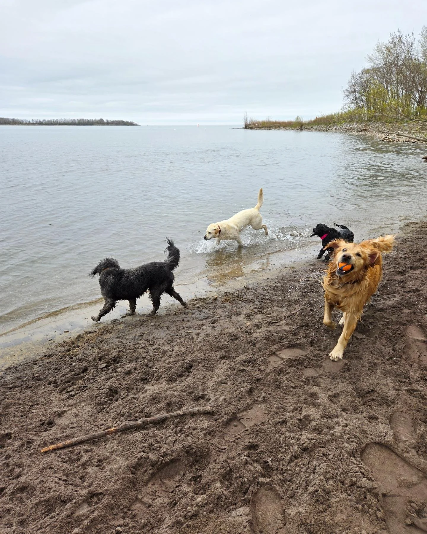 Bow Wow Walkers - 10757012 Inc.