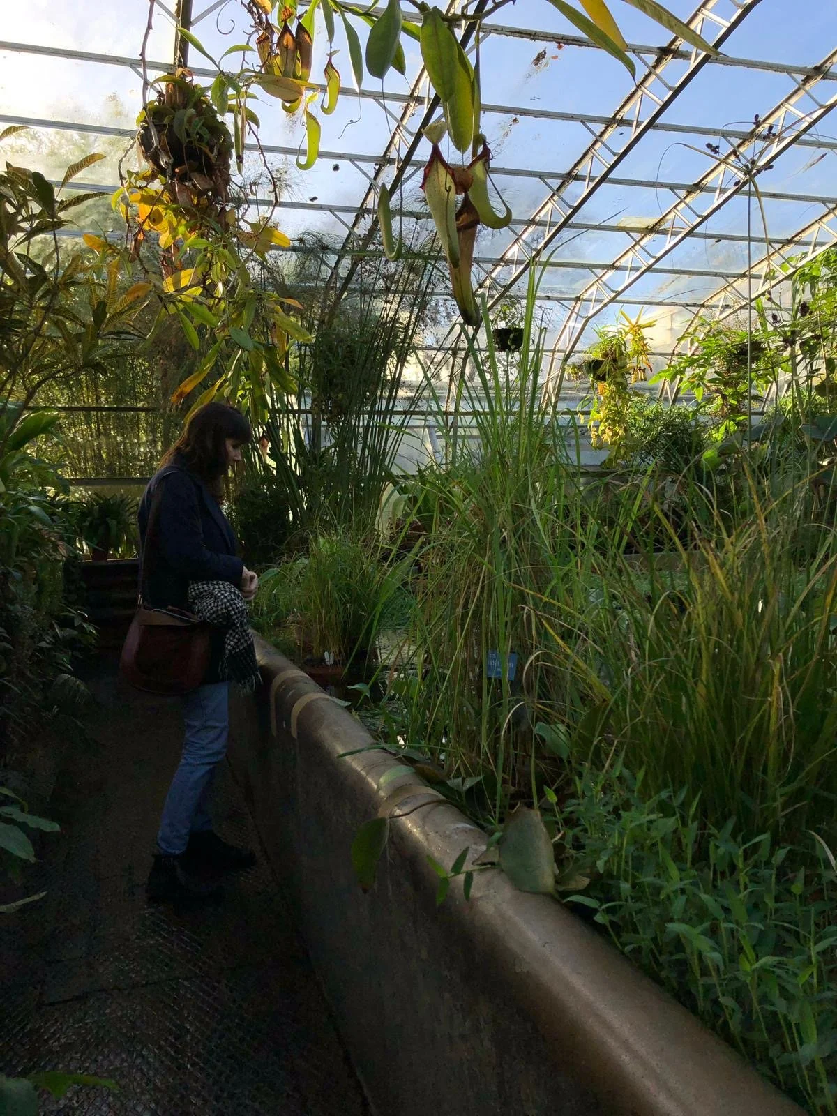 Corpse Flower(s) — Anna Ridler