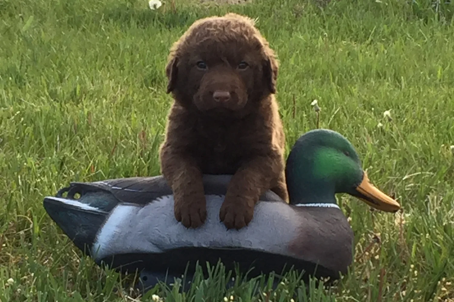 Canton Retrievers