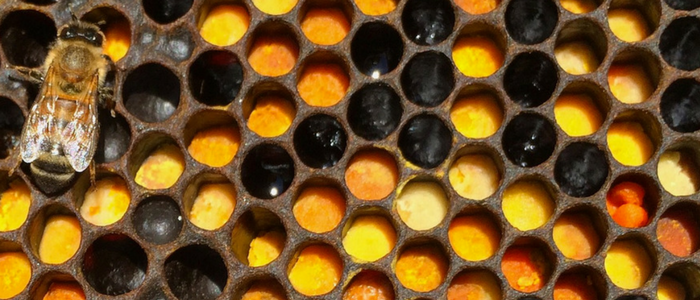 FAQ | Bee Education to Save the Bees in Texas — Texas Beeworks