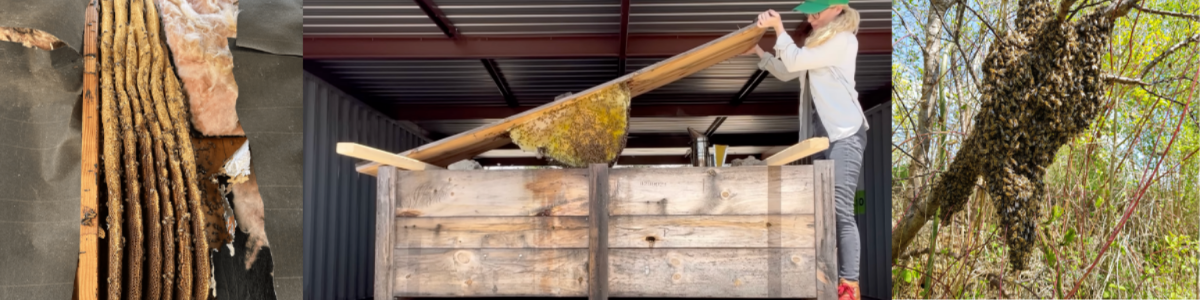 Bee Removals | Free Bee Hive Removal in Austin, Texas — Texas Beeworks