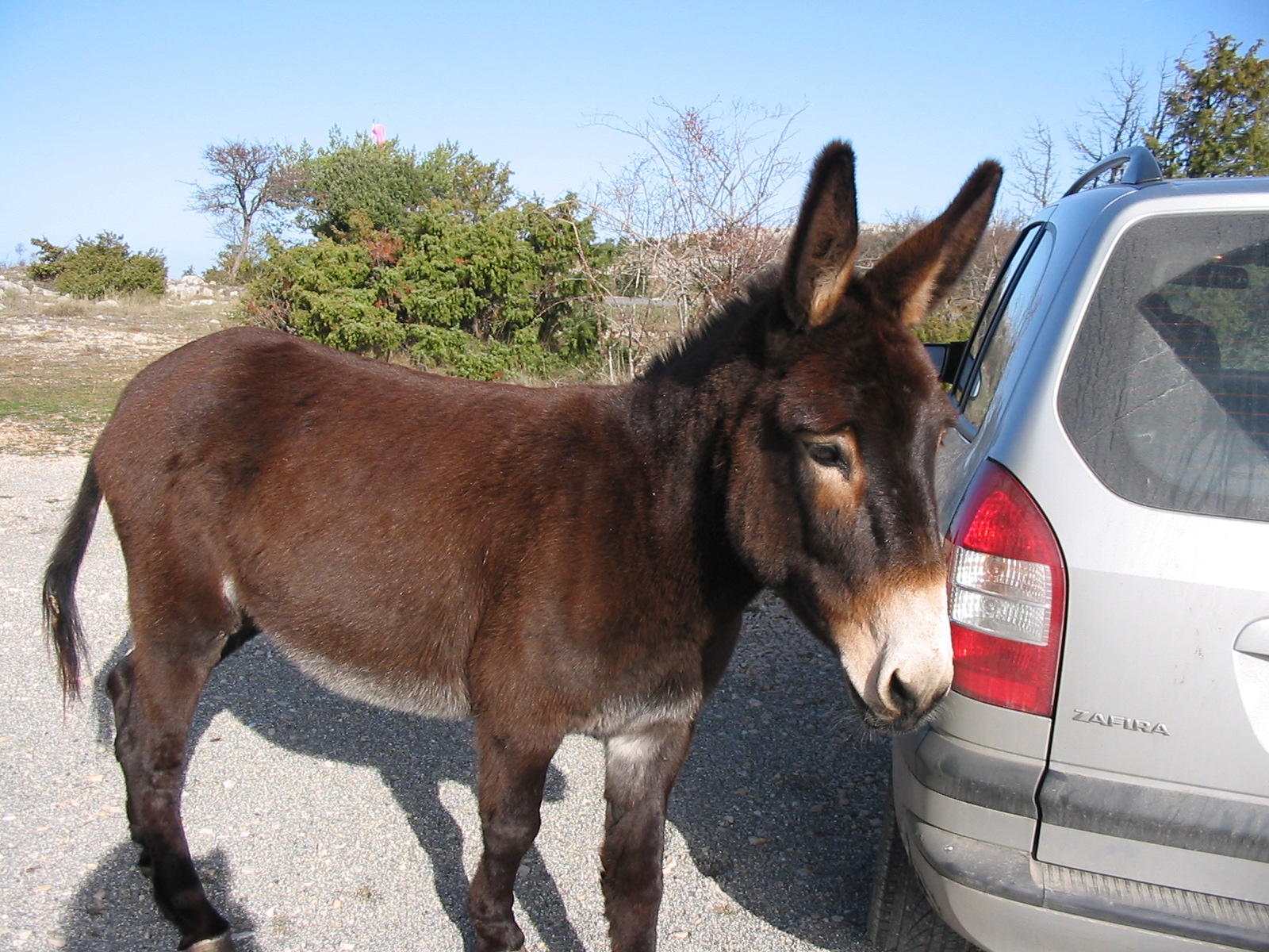 Make way for the donkey ambulance! — Katrina Nannestad