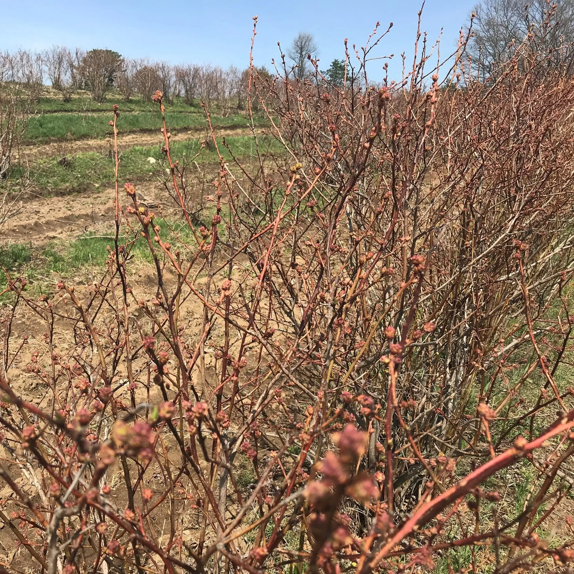 EXPLORE NOURSE FARM — Nourse Farm