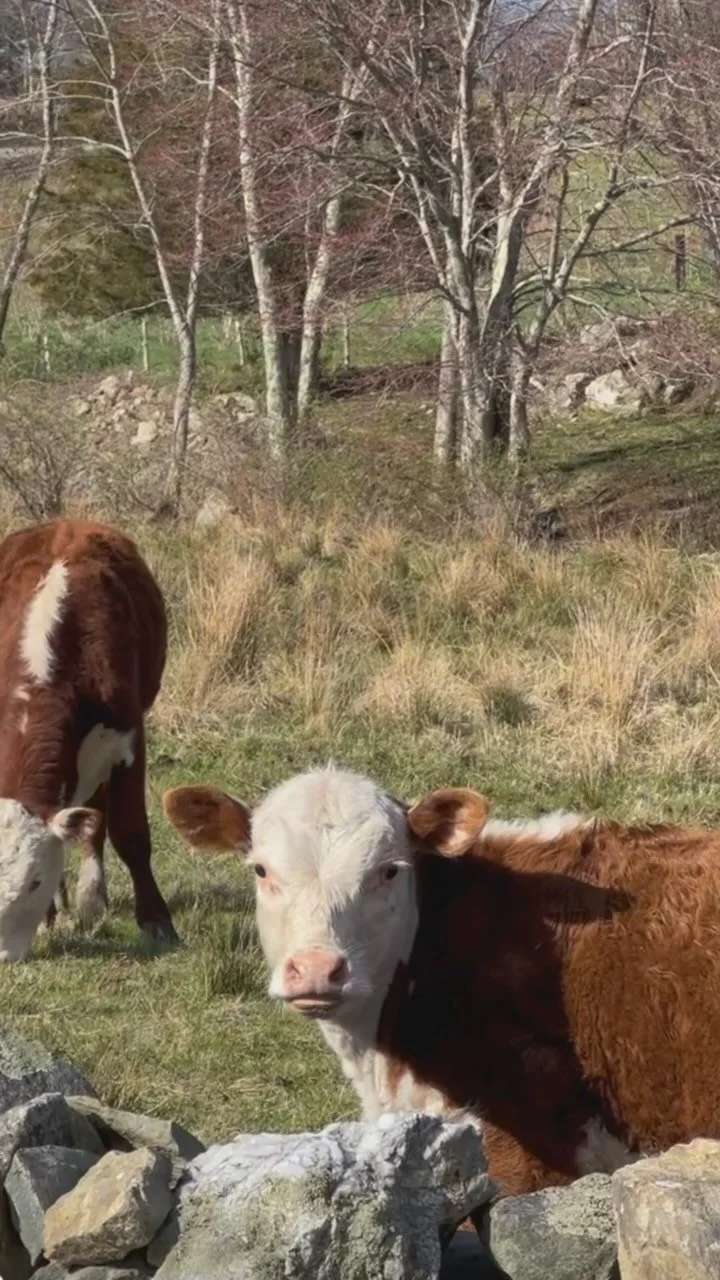 HISTORY — Nourse Farm