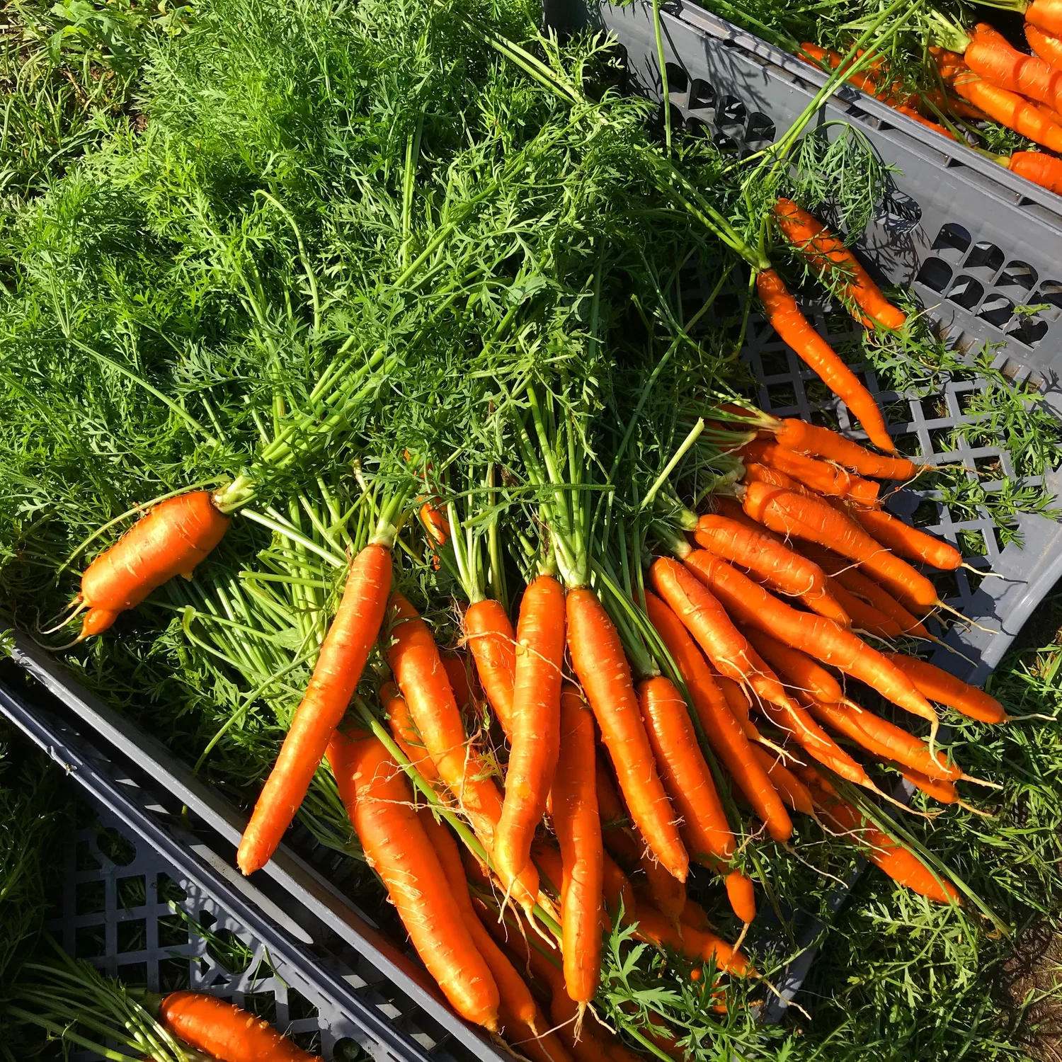 FOOD MATTERS — Nourse Farm