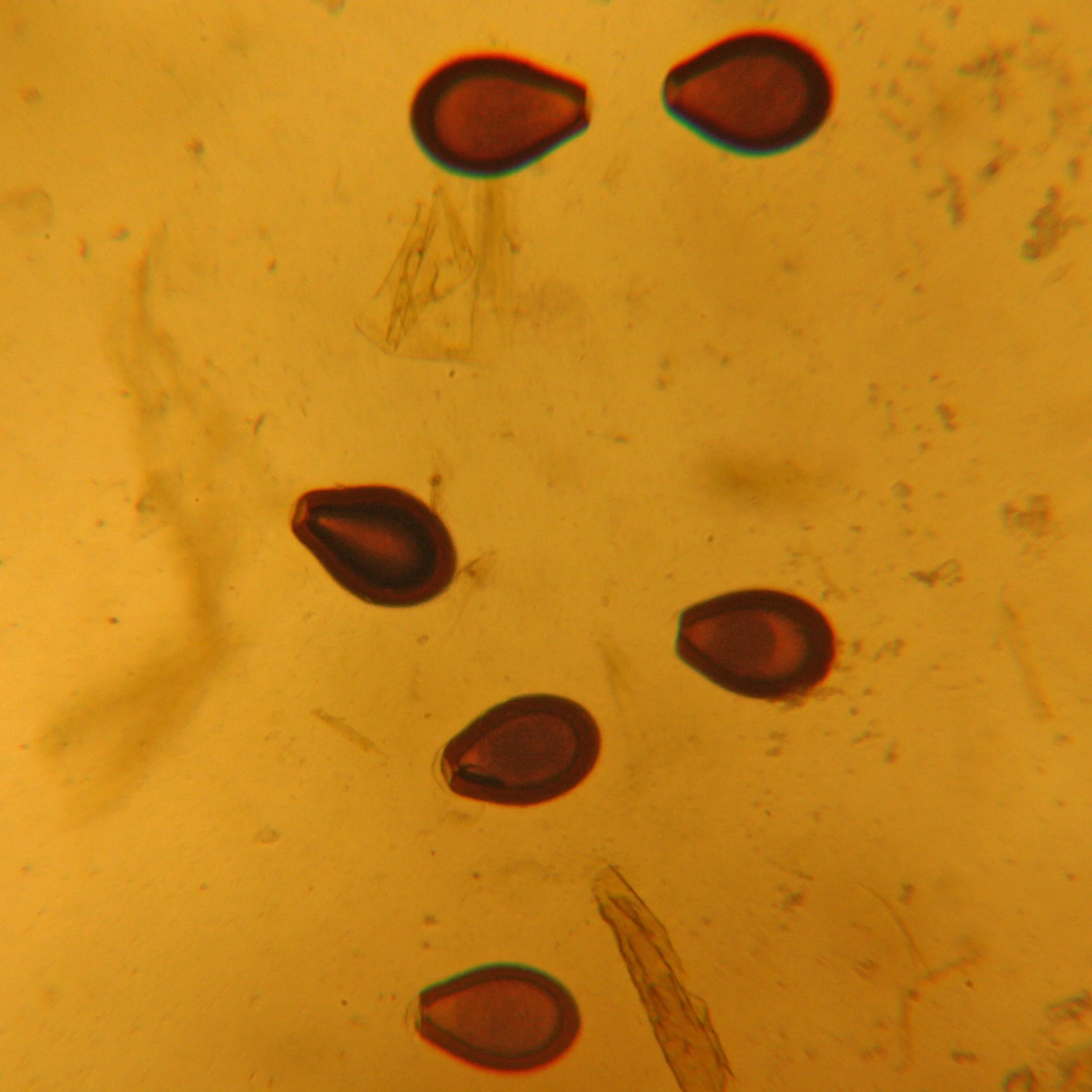 Parasitology Courses — Lyme Alpacas