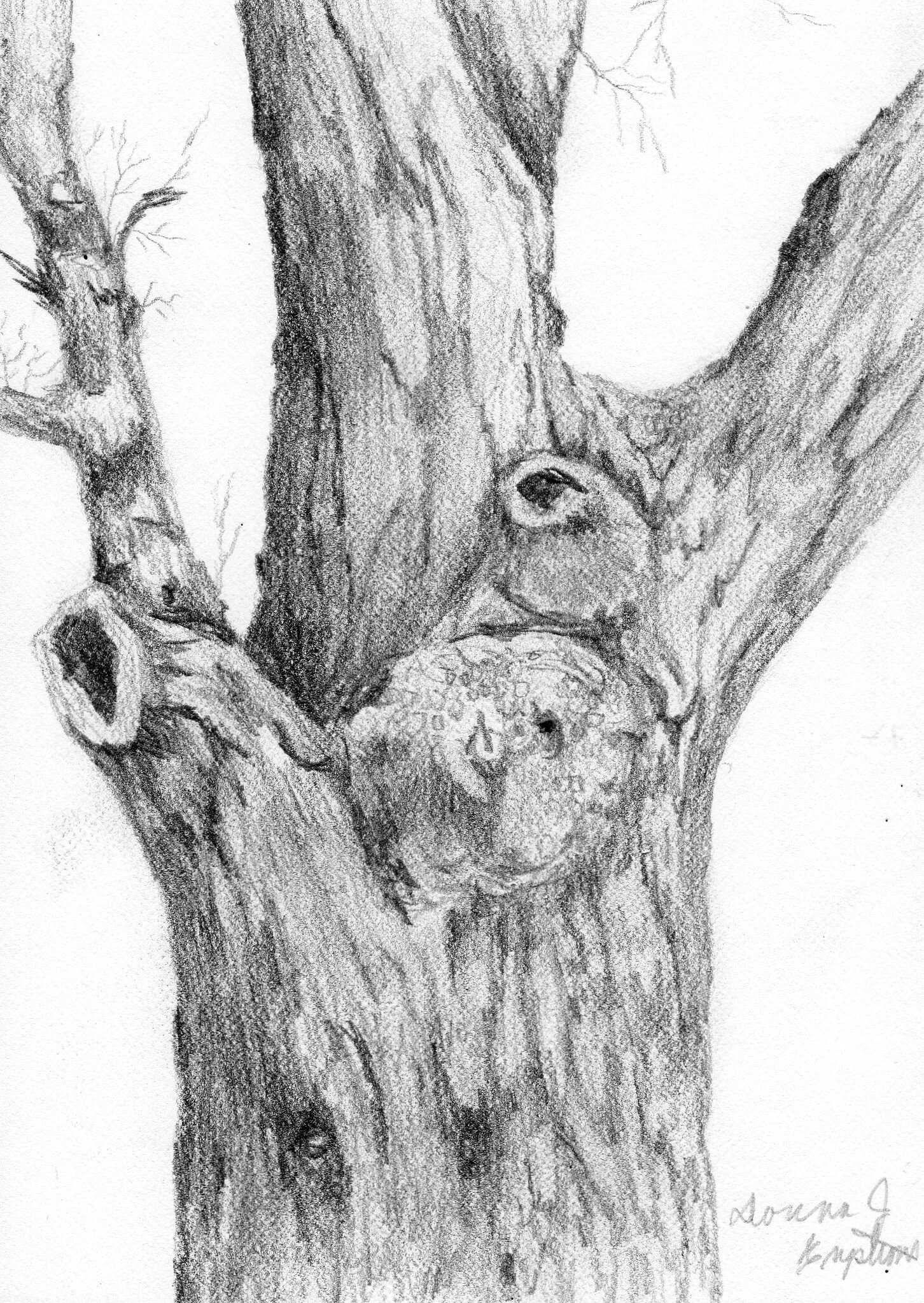 Original Art Portfolio for Donna Jean Engstrom — Donna Jean Art