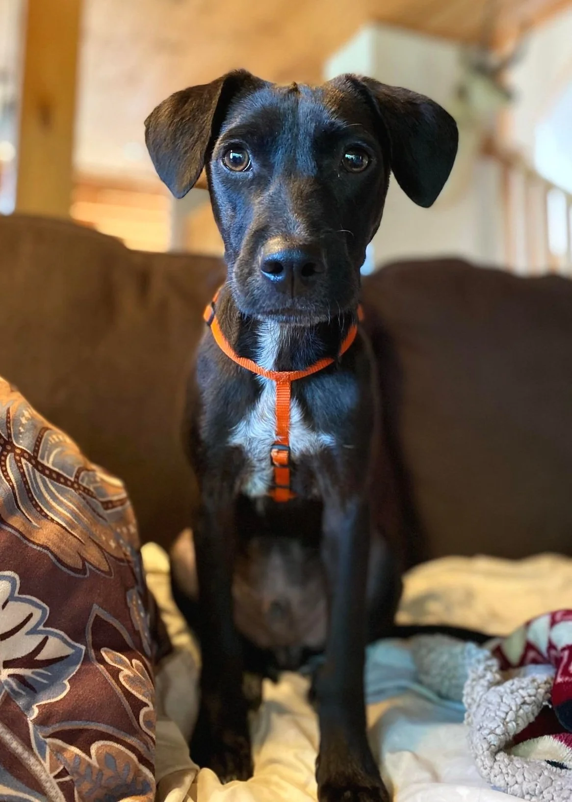 Black Chihuahua Lab Mix