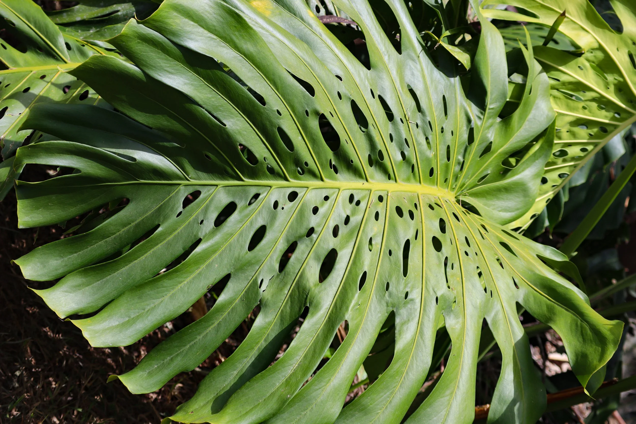 Events — Energy Chamber of Trinidad and Tobago