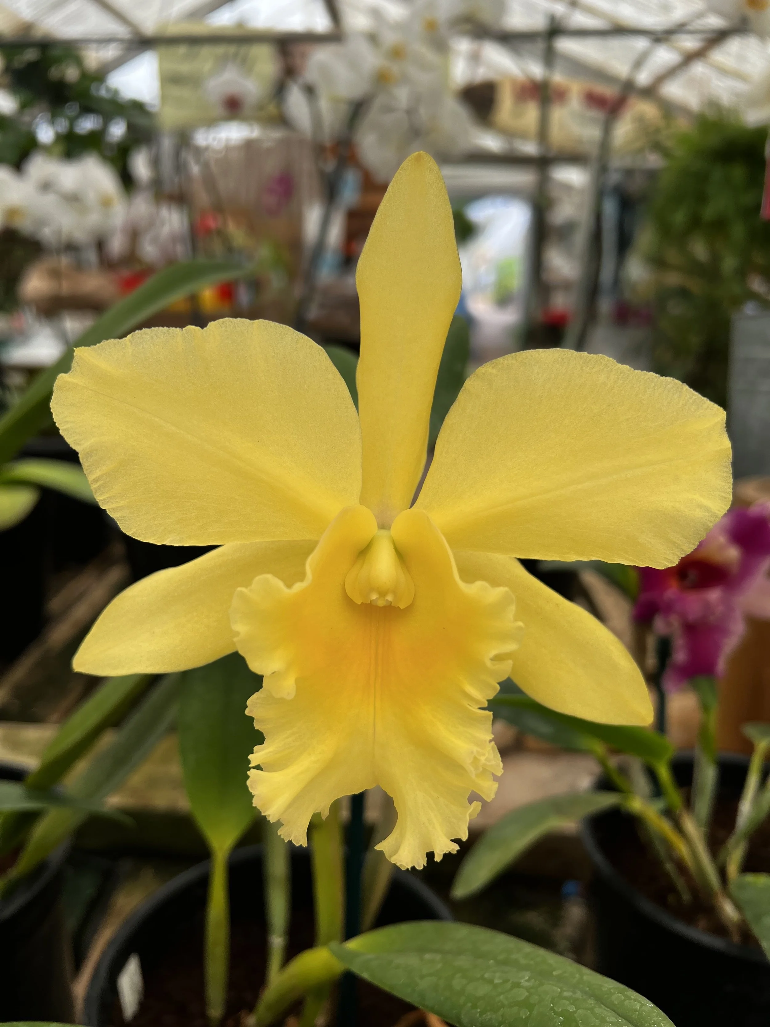Orchids — Cosgrove Cymbidium Co.