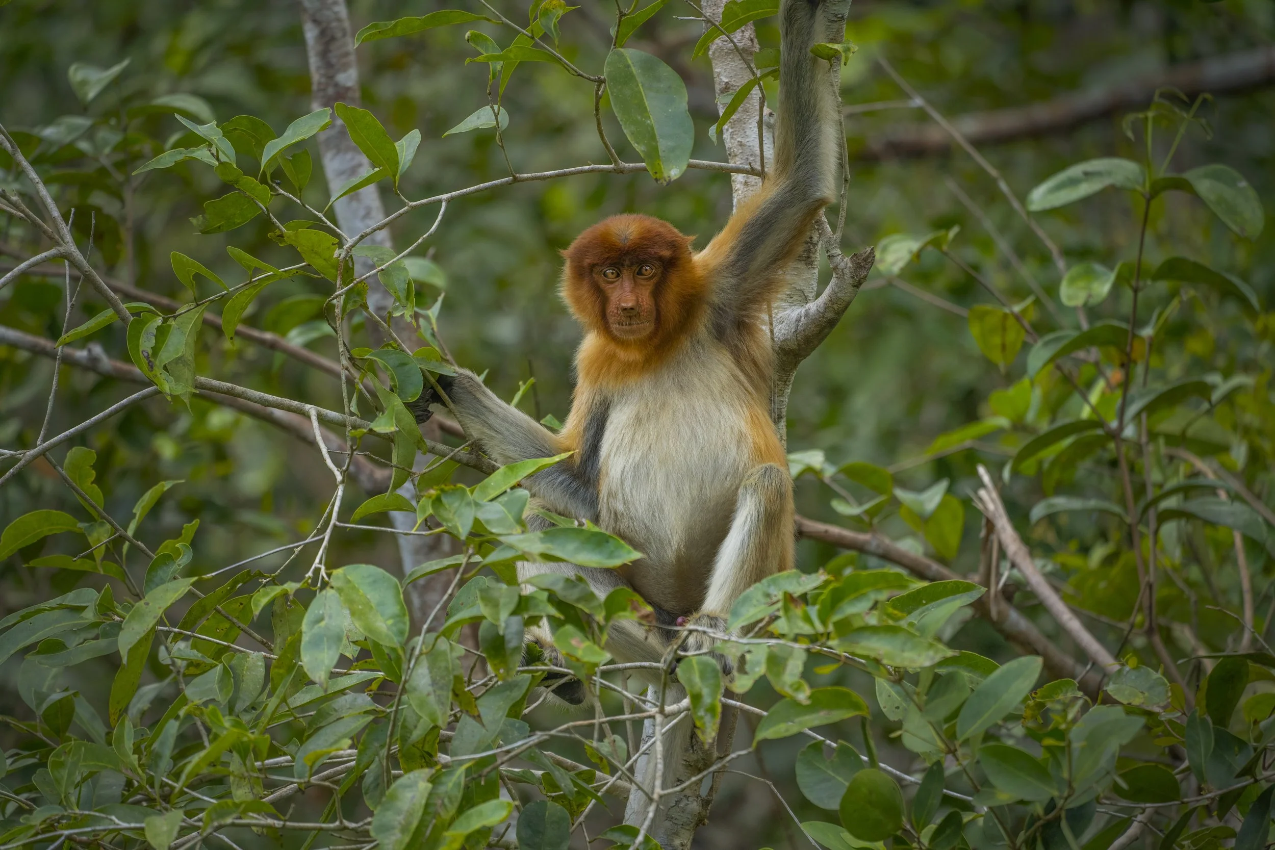 World Wildlife Day: community-led conservation saving species — Planet ...