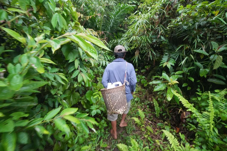 Rights and Access — Planet Indonesia