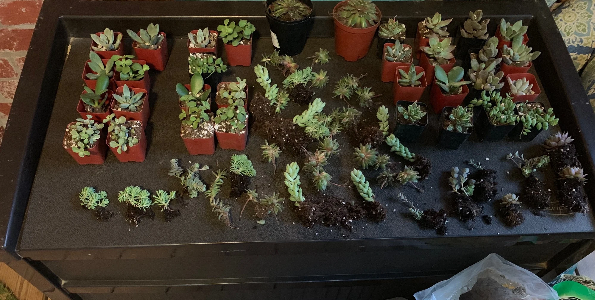 DIY: Succulent Diffusers — Tree of Life