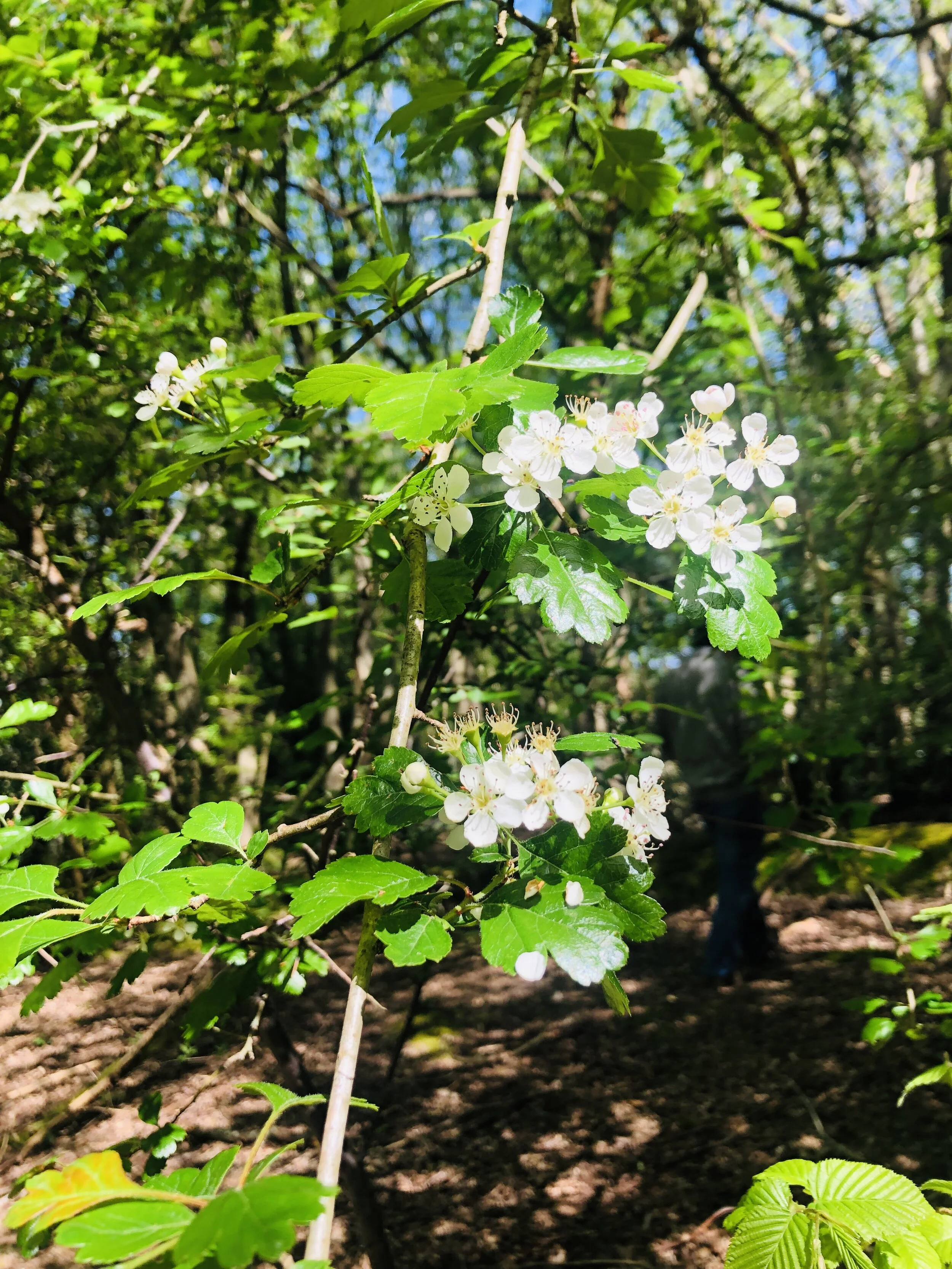 Hawthorn Flower Water — Nature Nurture Sussex