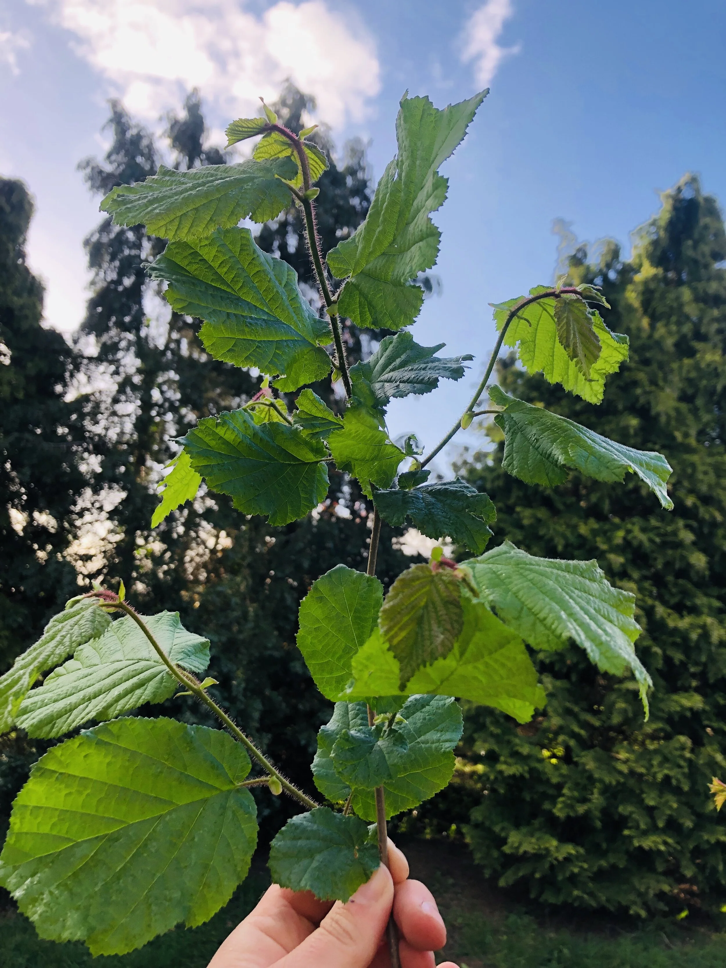 Hazel Leaf Crumble Parcels — Nature Nurture Sussex