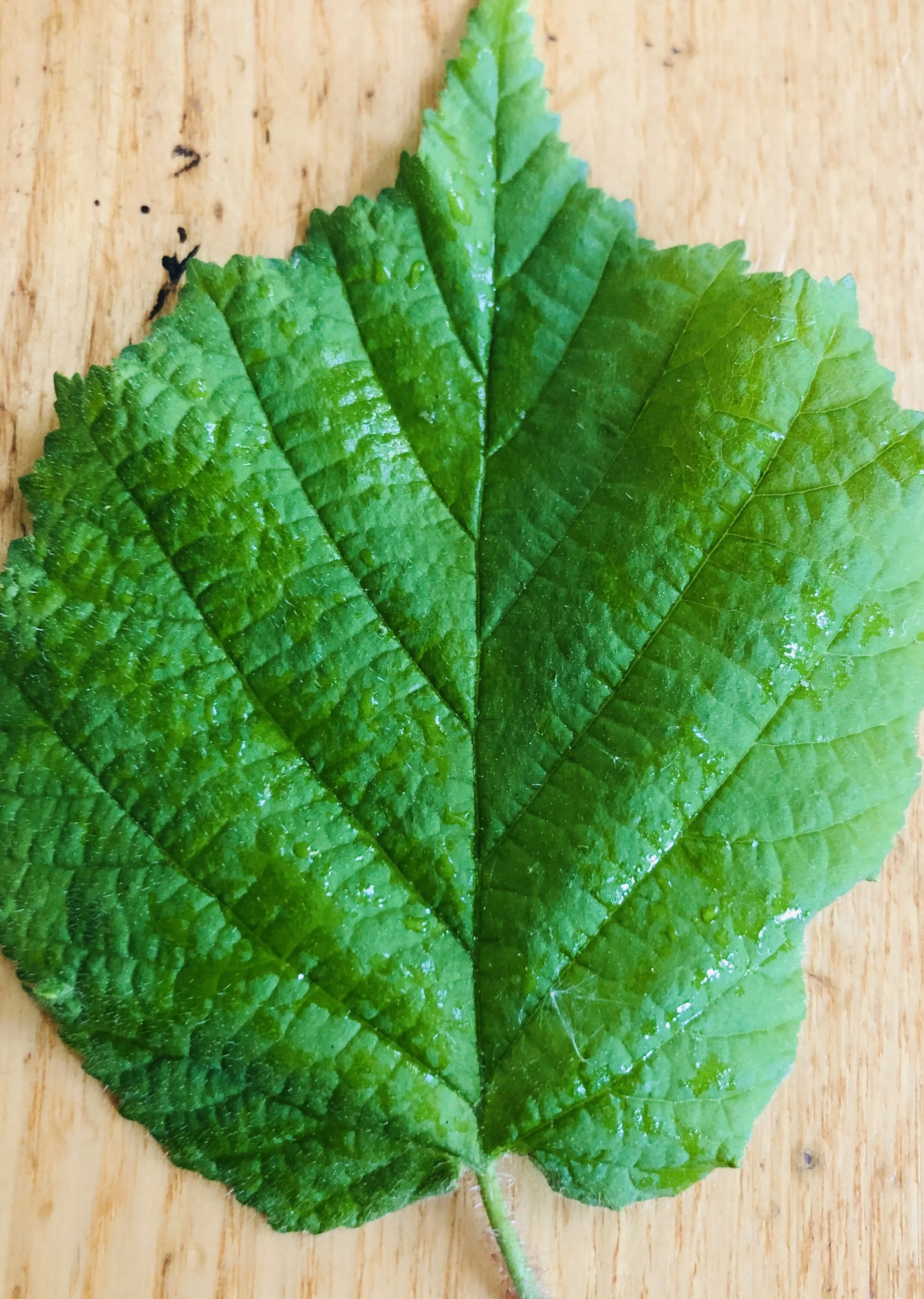 Hazel Leaf Crumble Parcels — Nature Nurture Sussex
