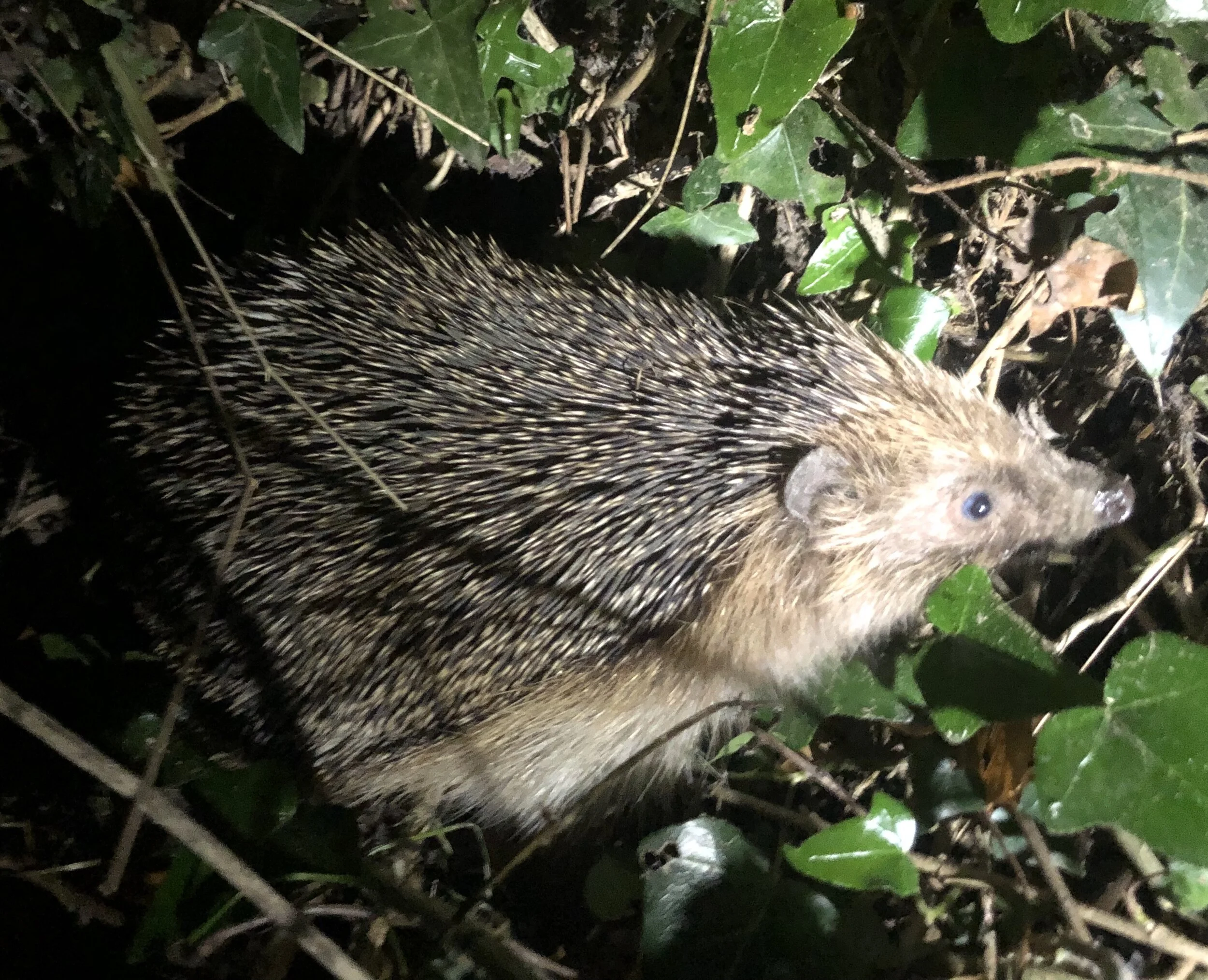 Back Garden Hedgehogs — Nature Nurture Sussex