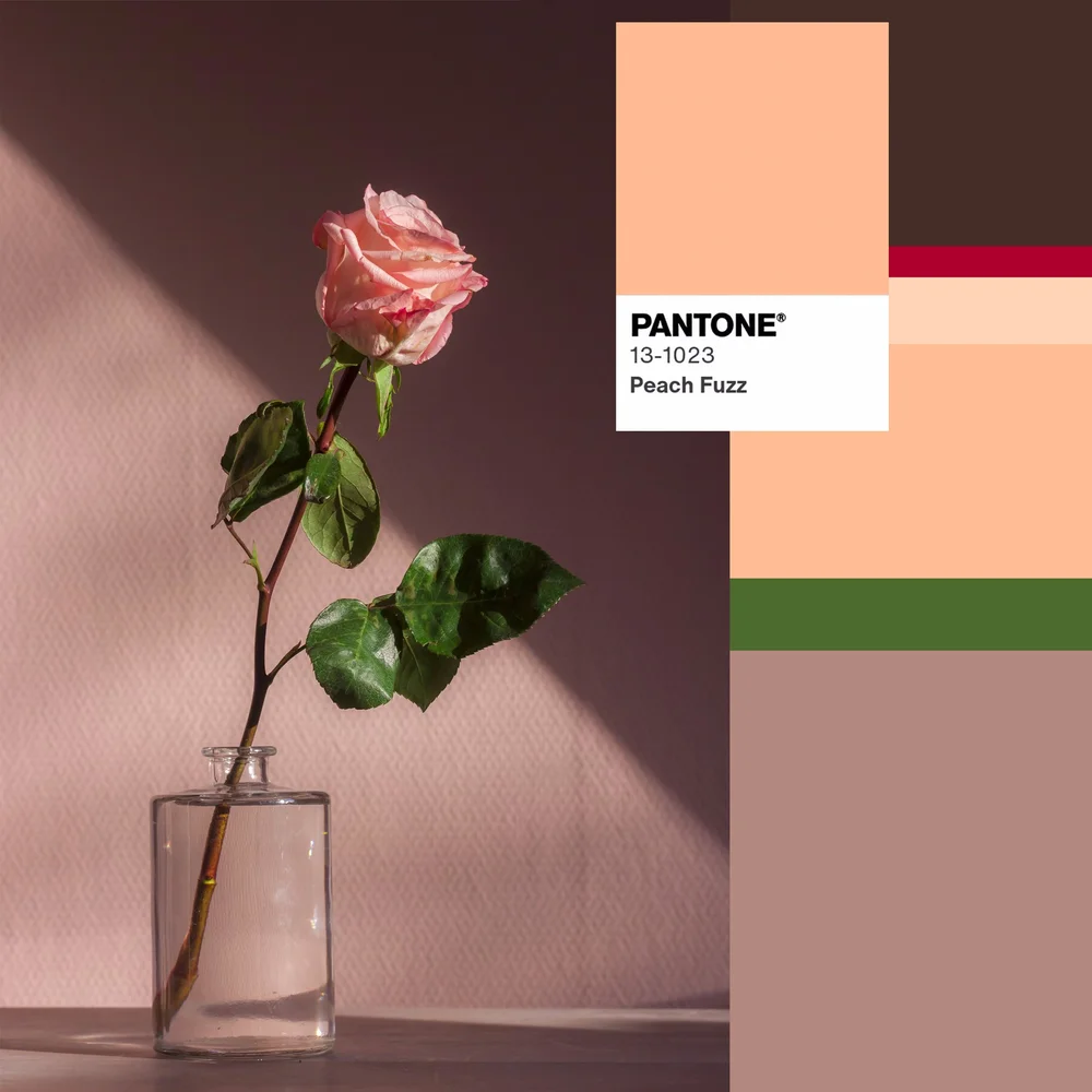 Pantone's Color of the Year: Peach Fuzz — Martine Claessens