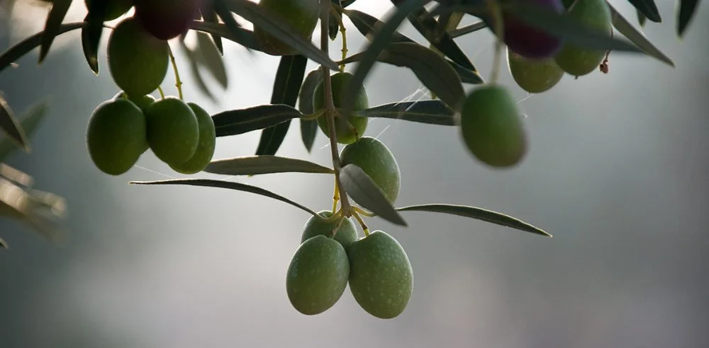 The Olive Scene