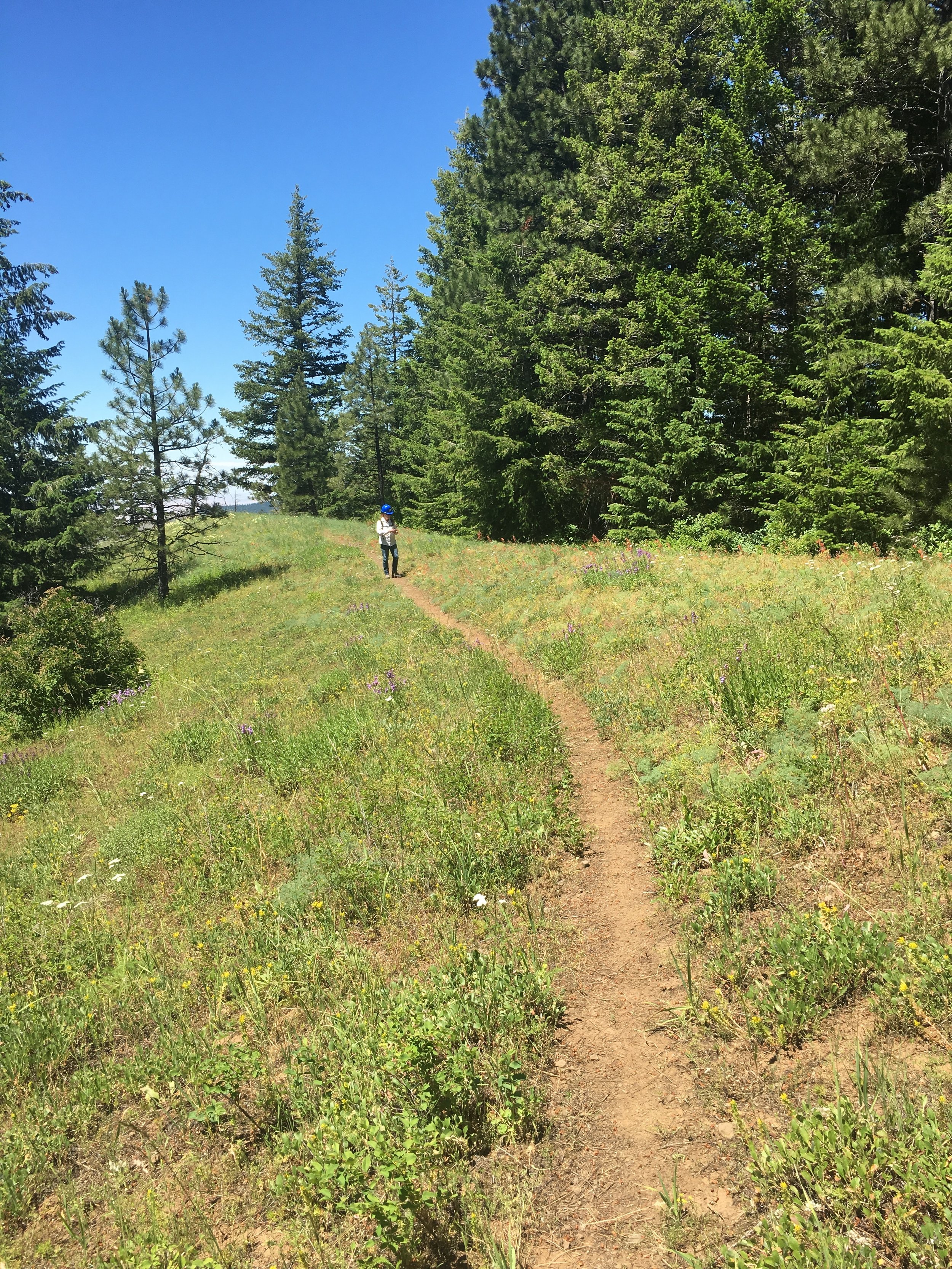 Tiger Ridge Trail (USFS #3224) — Blue Mountain Land Trust