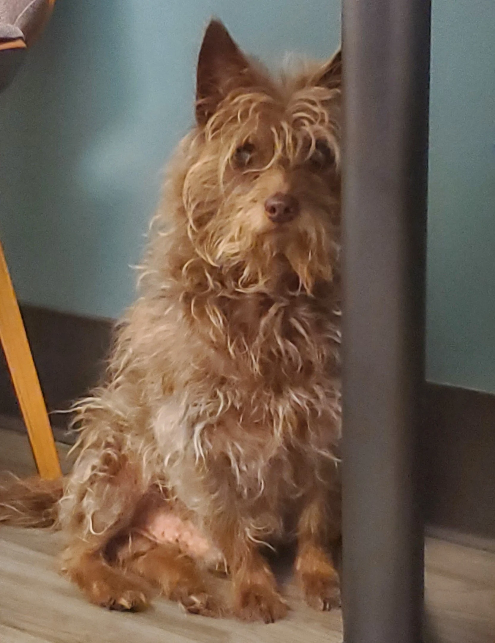 Available Dogs — Nobody's Perfekt Dogs and Cats