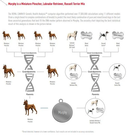 Available Dogs — Nobody's Perfekt Dogs and Cats