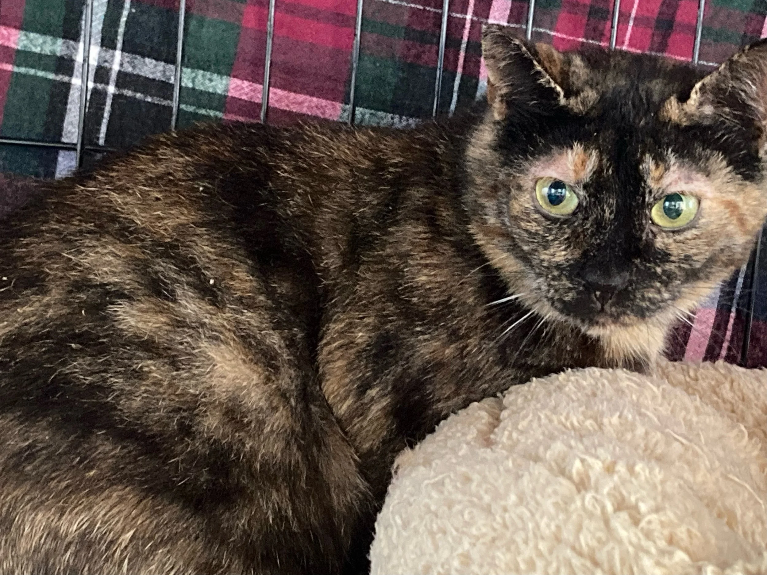 Available Cats — Nobody's Perfekt Dogs and Cats